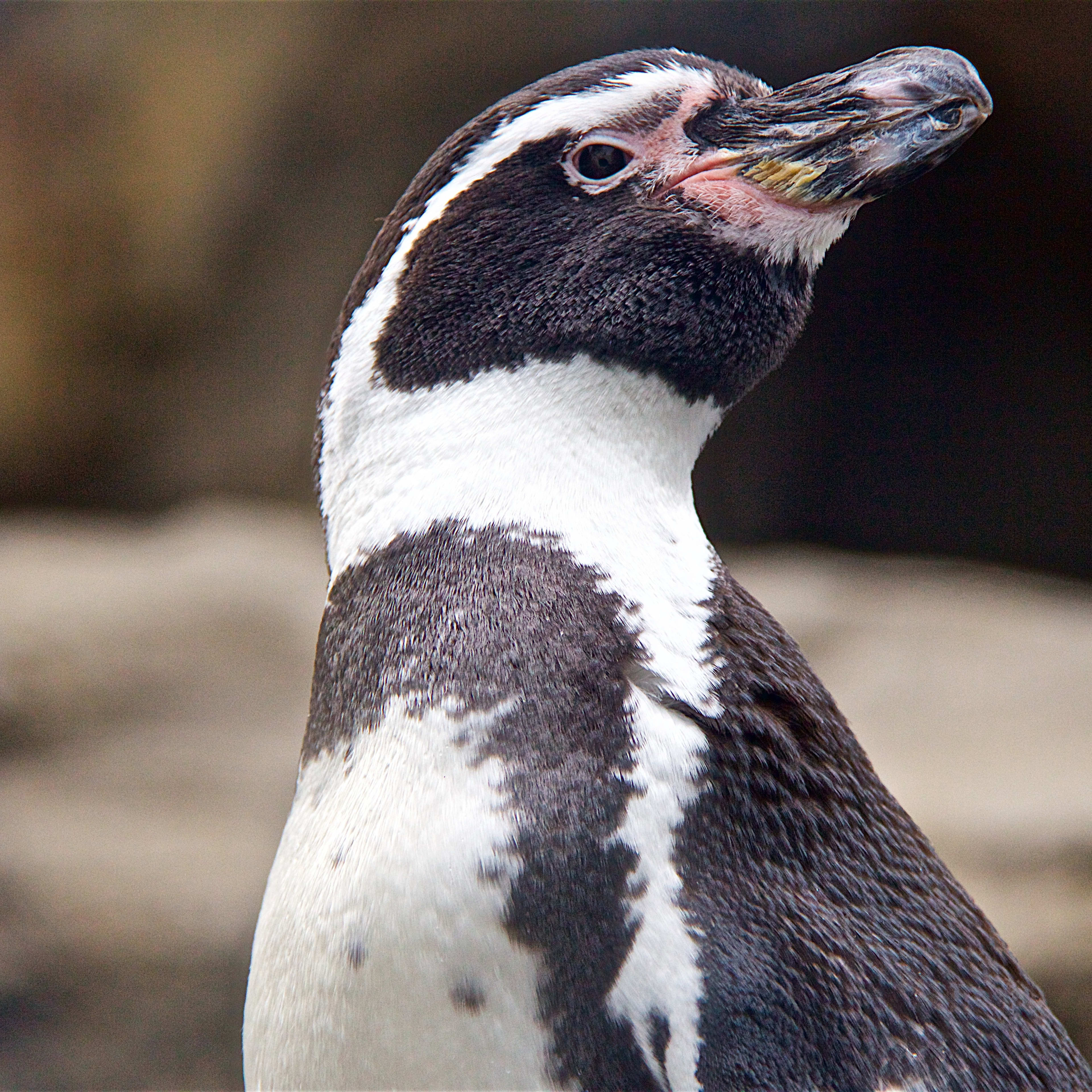 Pesto the Penguin Growing Up and Losing His Feathers Has Everyone In ...