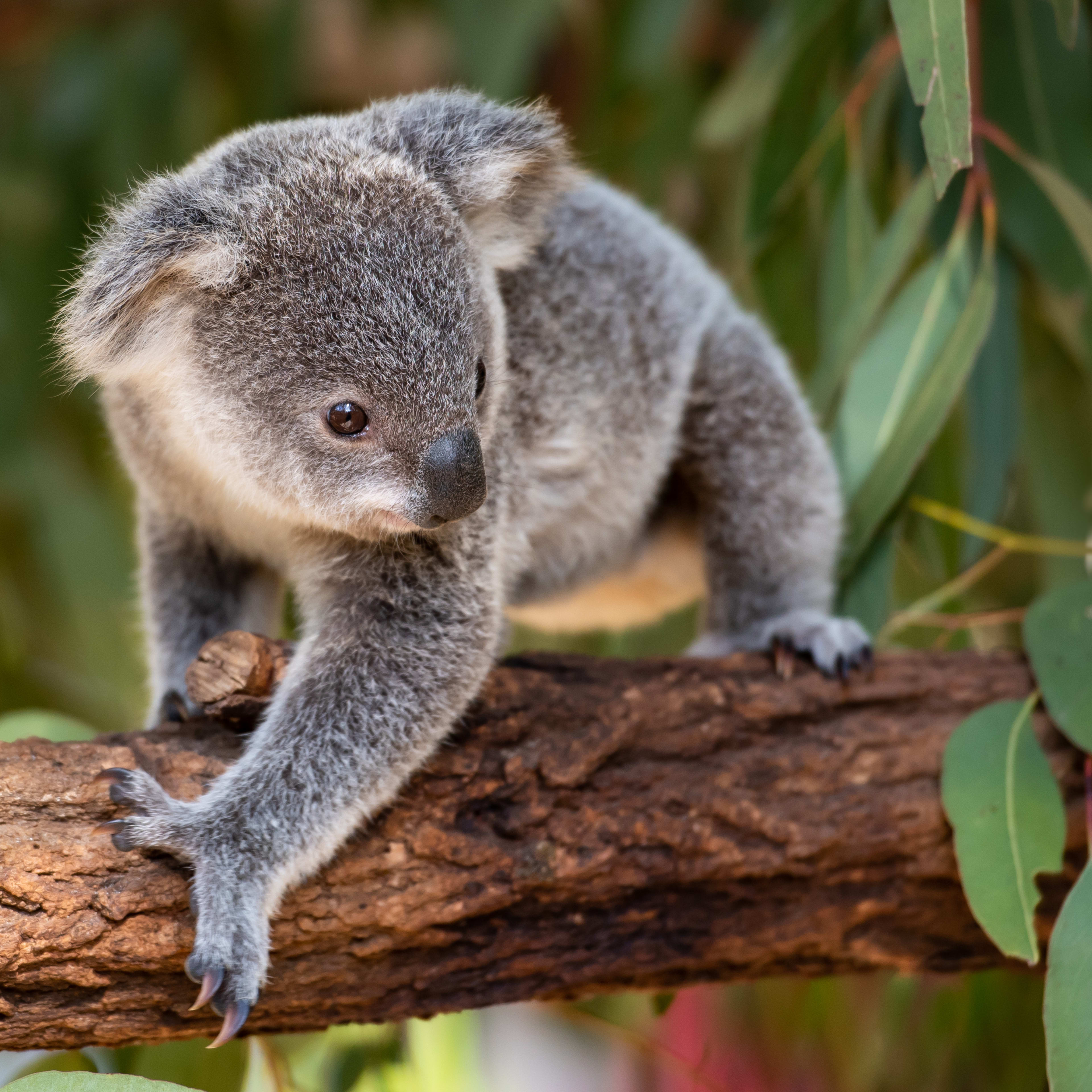 Cows' Unhappy Reaction to Meeting A Lost Koala Has Viewers In Stitches ...