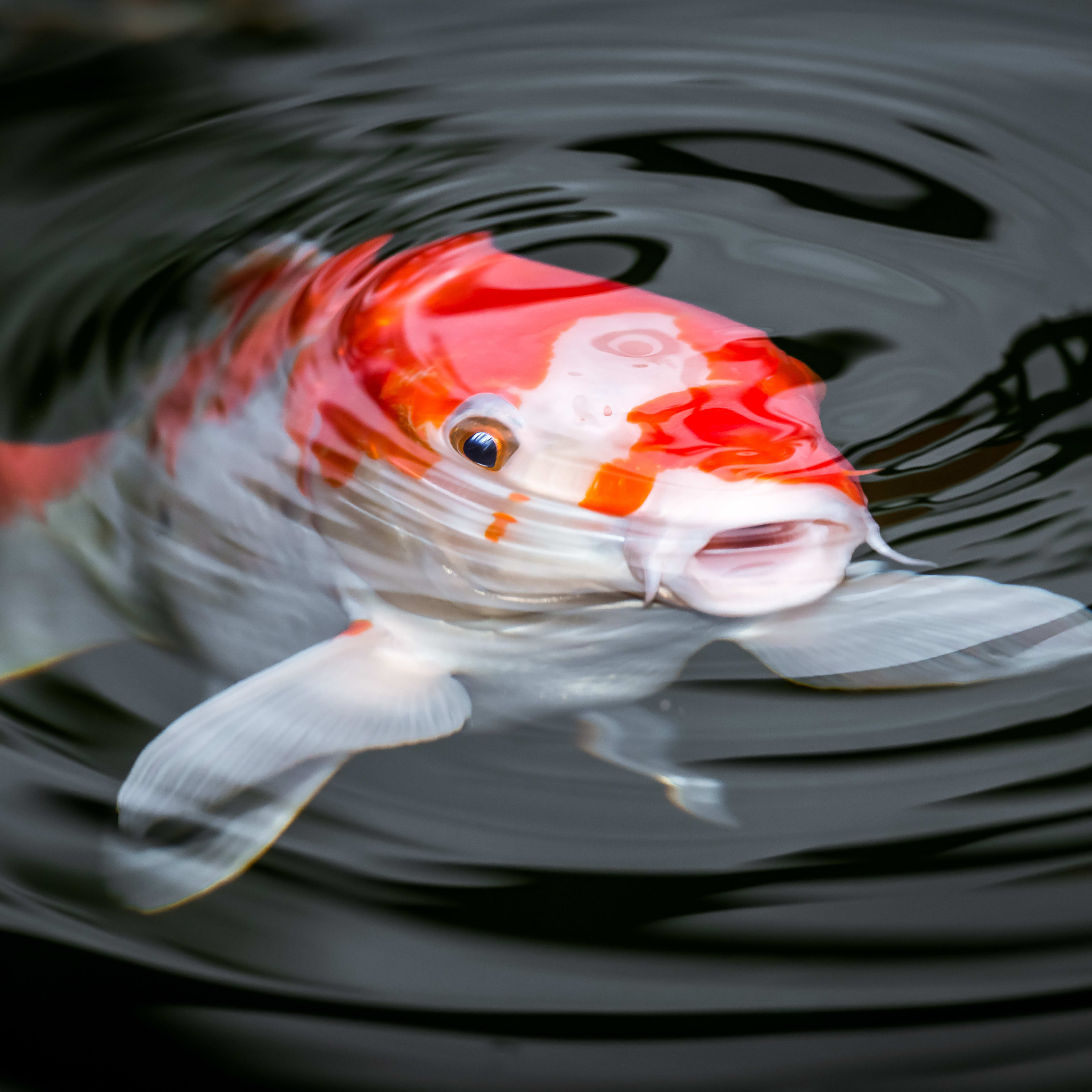 Koi Fish