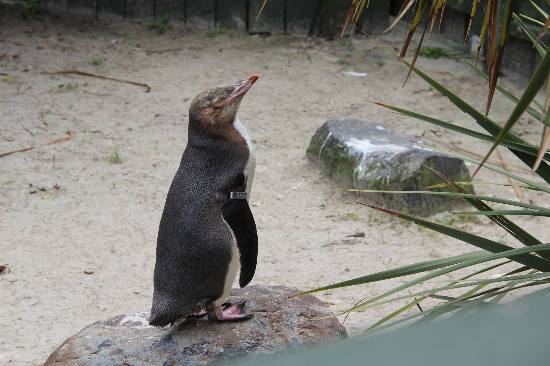 Tiny New Penguin Chicks at CA Aquarium Are So Cute People Can't Take It ...