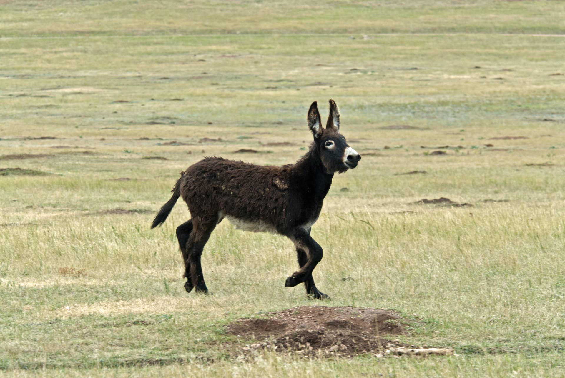 Donkey’s Sweet Reaction to Getting a New Ball Is a Breath of Fresh Air ...
