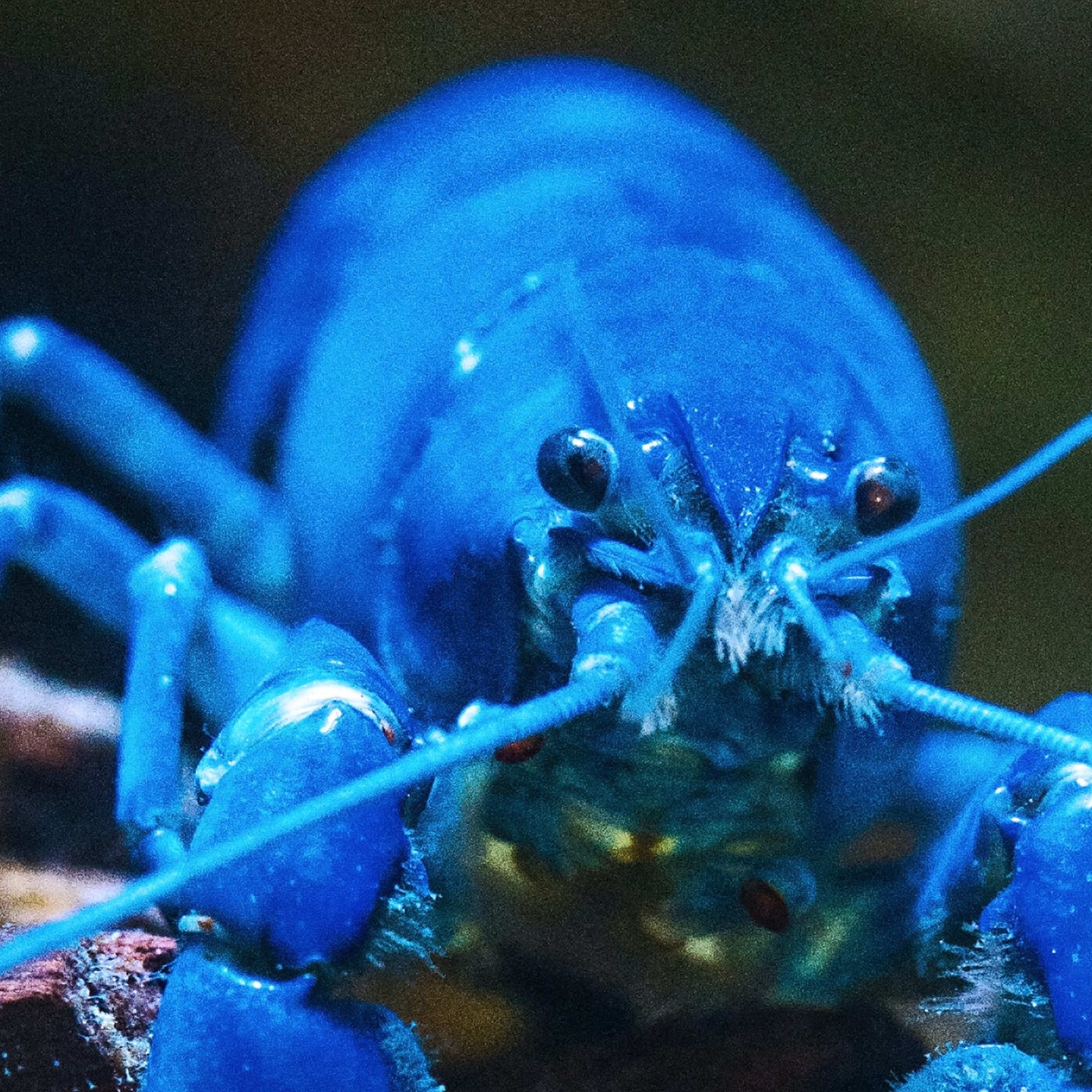 Lobsters