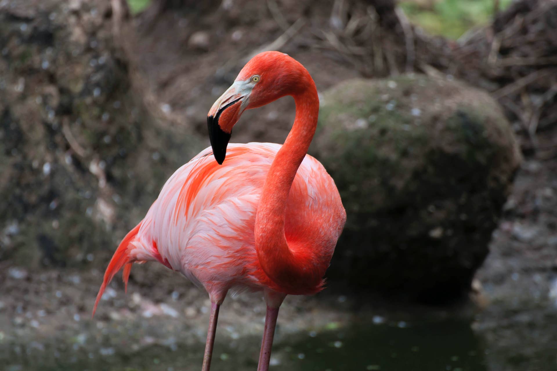 Fuzzy Baby Flamingo Takes Wobbly First Steps in Moment of Sweetness ...