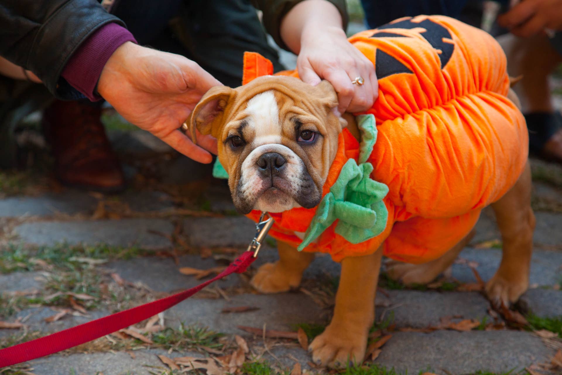 Target's New Pet Halloween Costume Is Too Adorable - PetHelpful