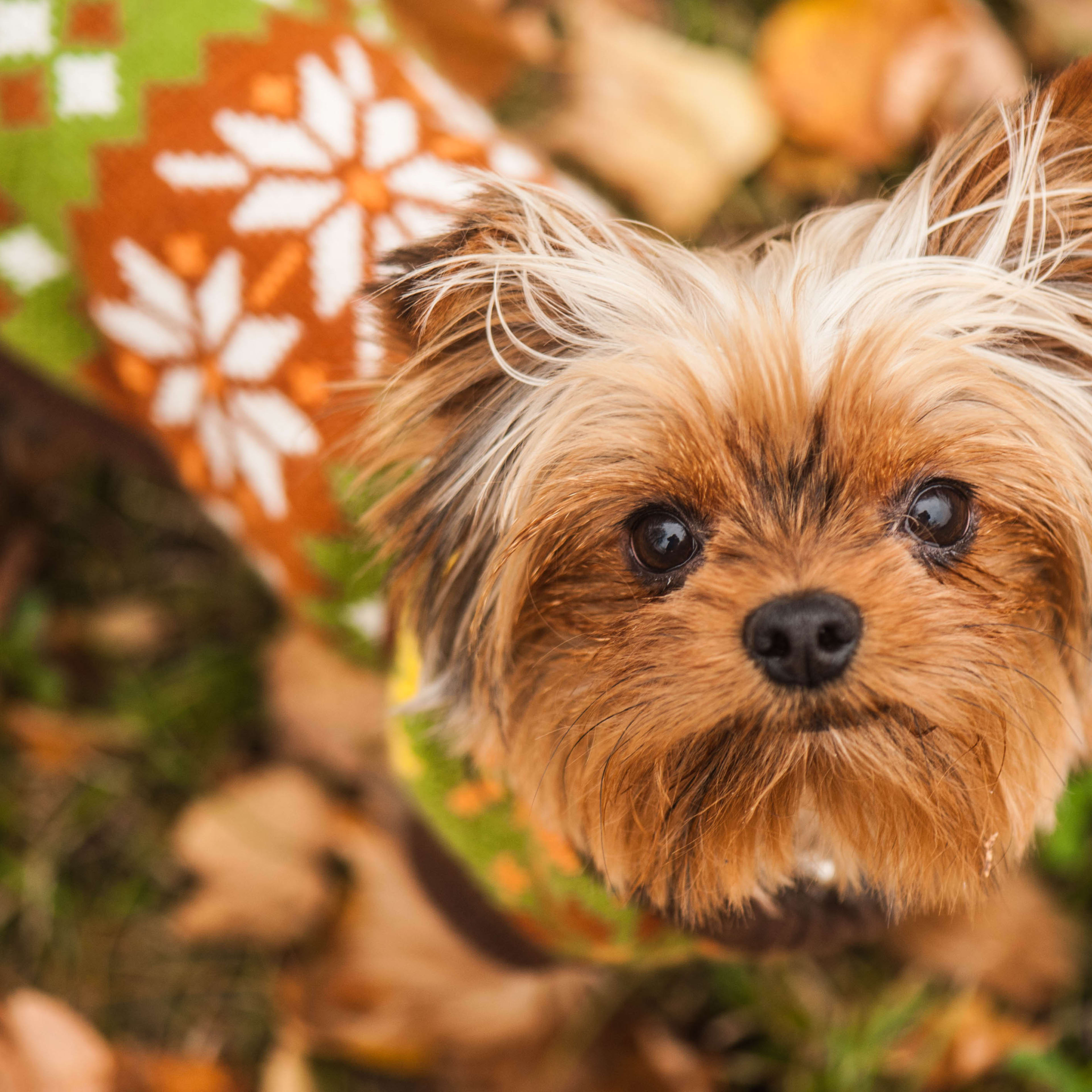 Senior Yorkie’s Demand to Cuddle with Mom Before Going To Sleep Is Melting Hearts - PetHelpful