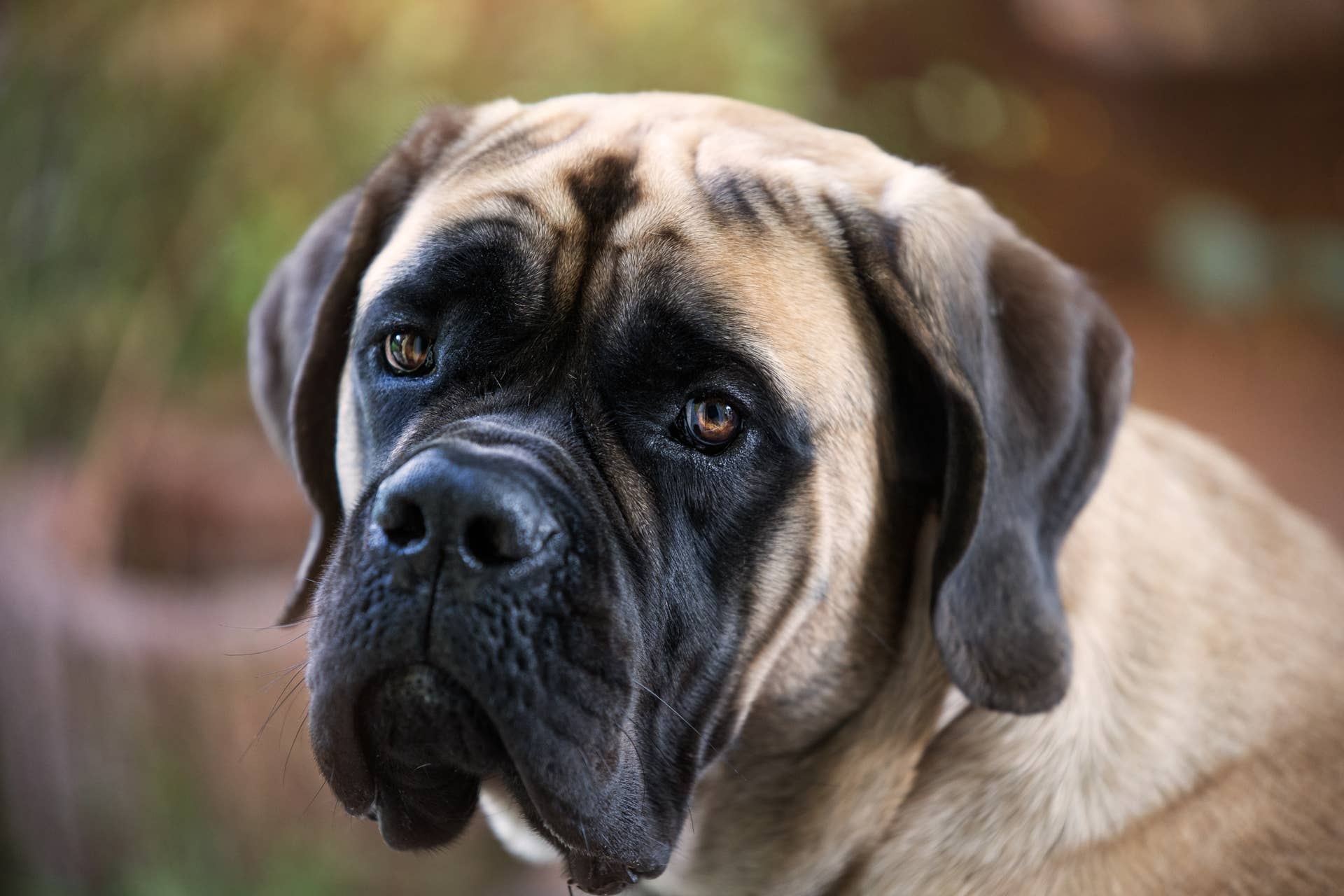 Bull Mastiff