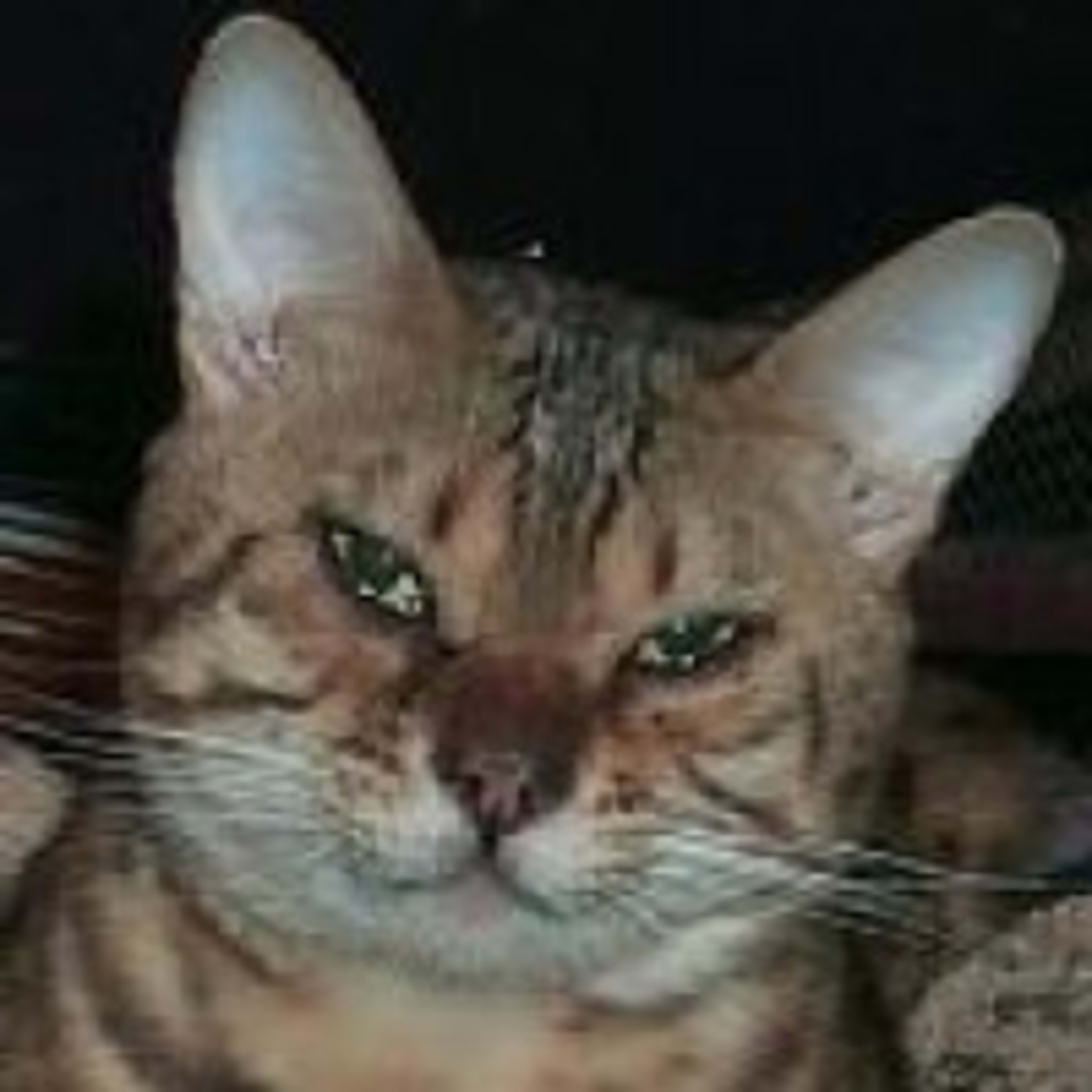 Caging Cats: When and Why It's Necessary - PetHelpful