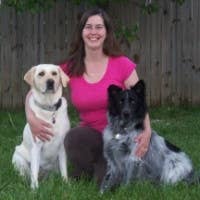The 3 Schnauzer Types (and More About This Dog Breed) - PetHelpful