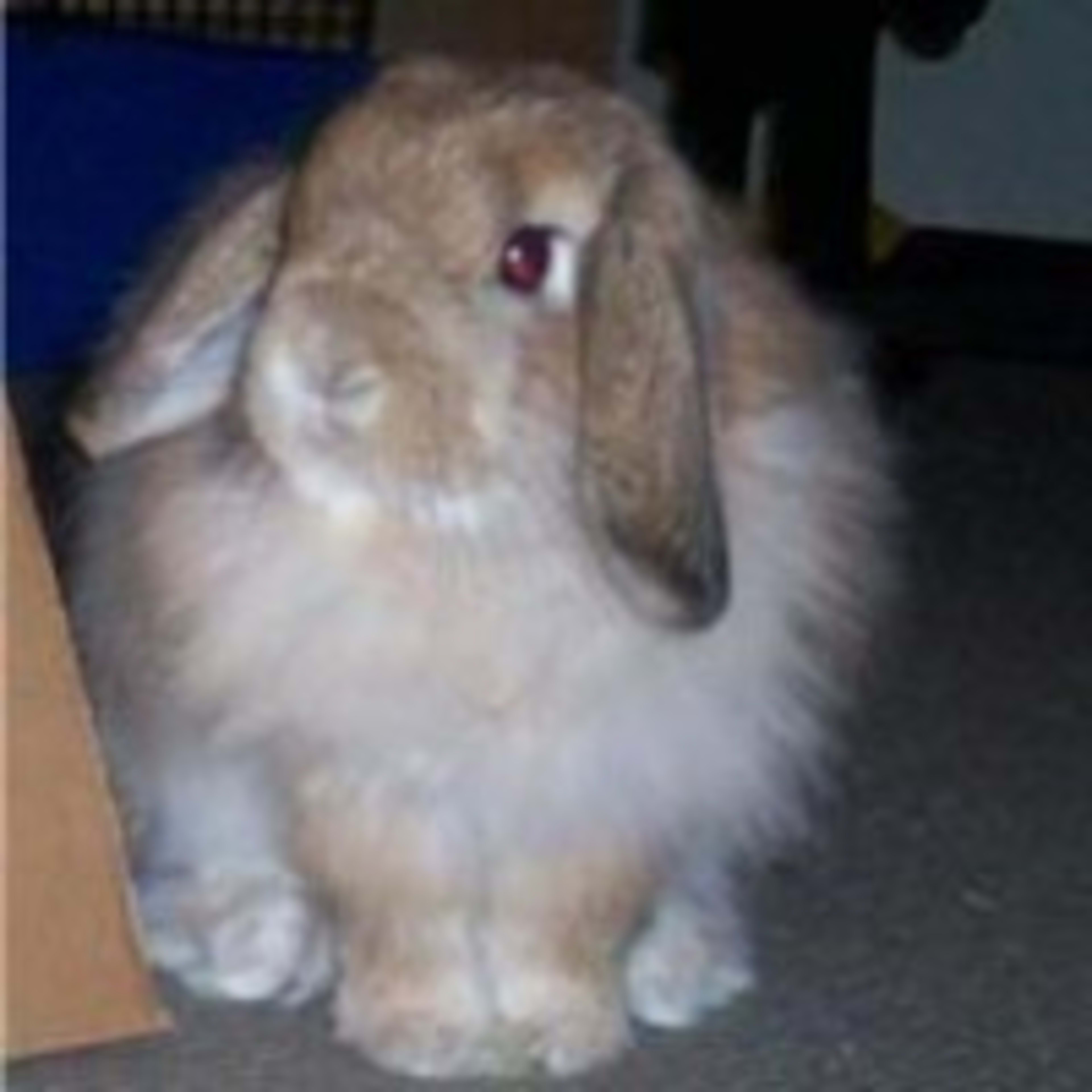 How to Keep a Free-Range Outdoor Rabbit - PetHelpful