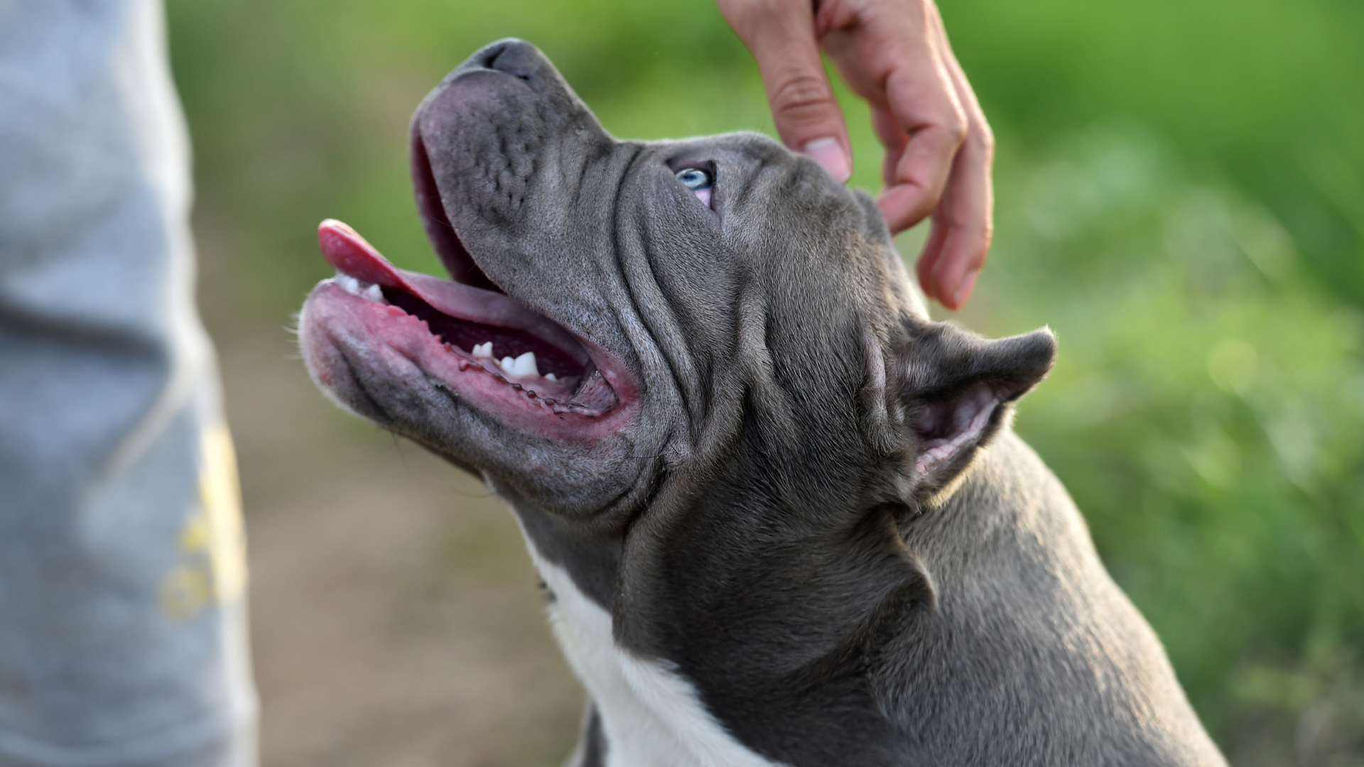 Playful American Bully Unleashes Gentle Charm With Tiny Wind-Up Toy ...
