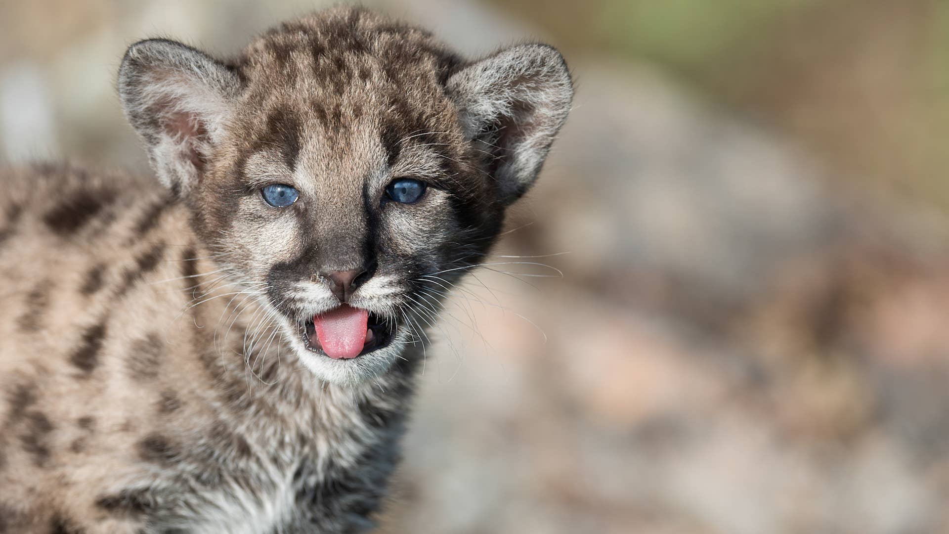 Tiny Lion Cub Practices Their Roar and Delights Tourists in Tanzania ...