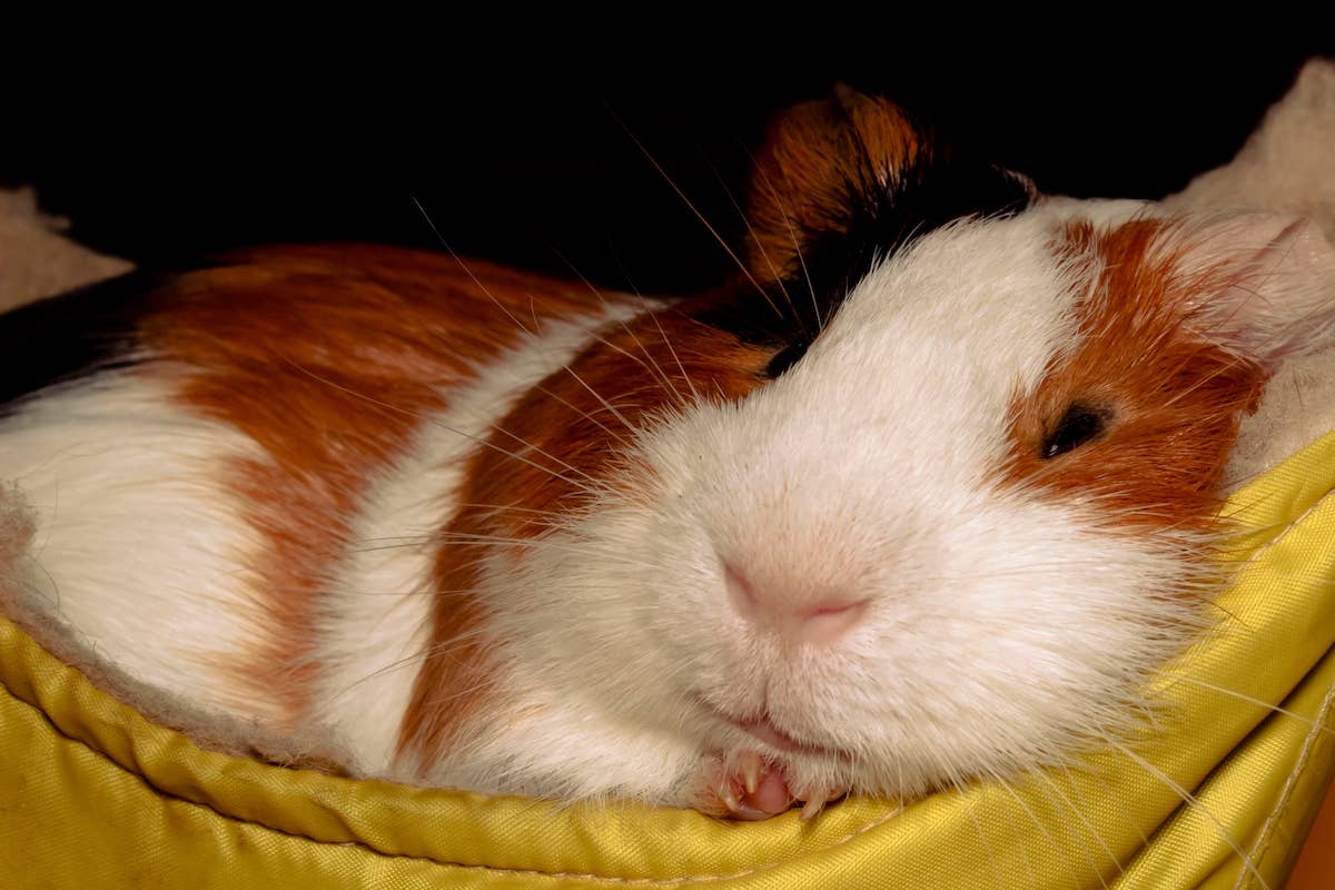 Guinea Pigs