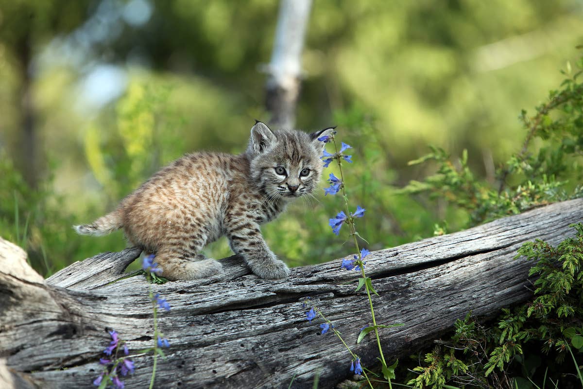 Moment Bobcat Kitten Is Reunited With Mom After Bad Storm Is Touching ...