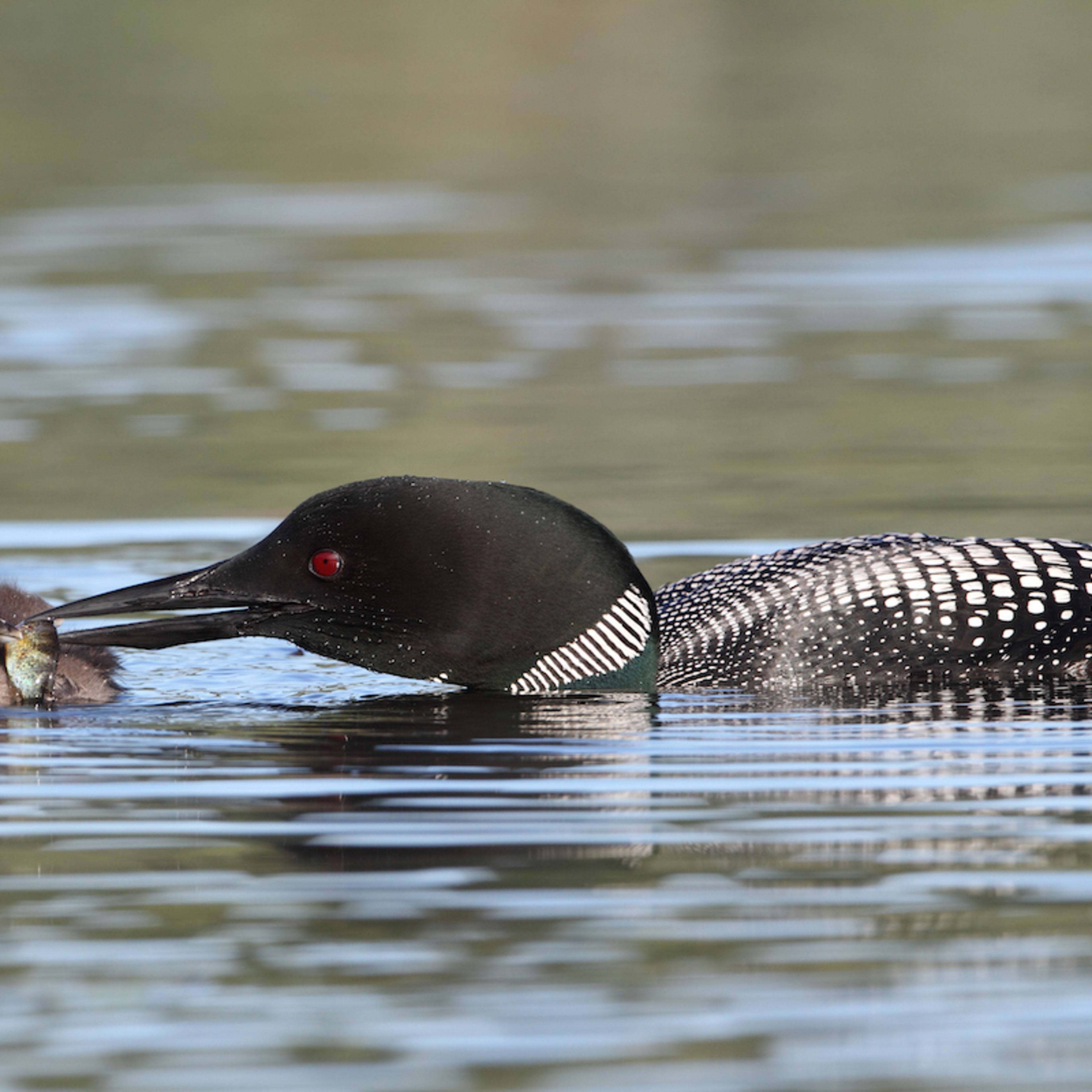 Loon