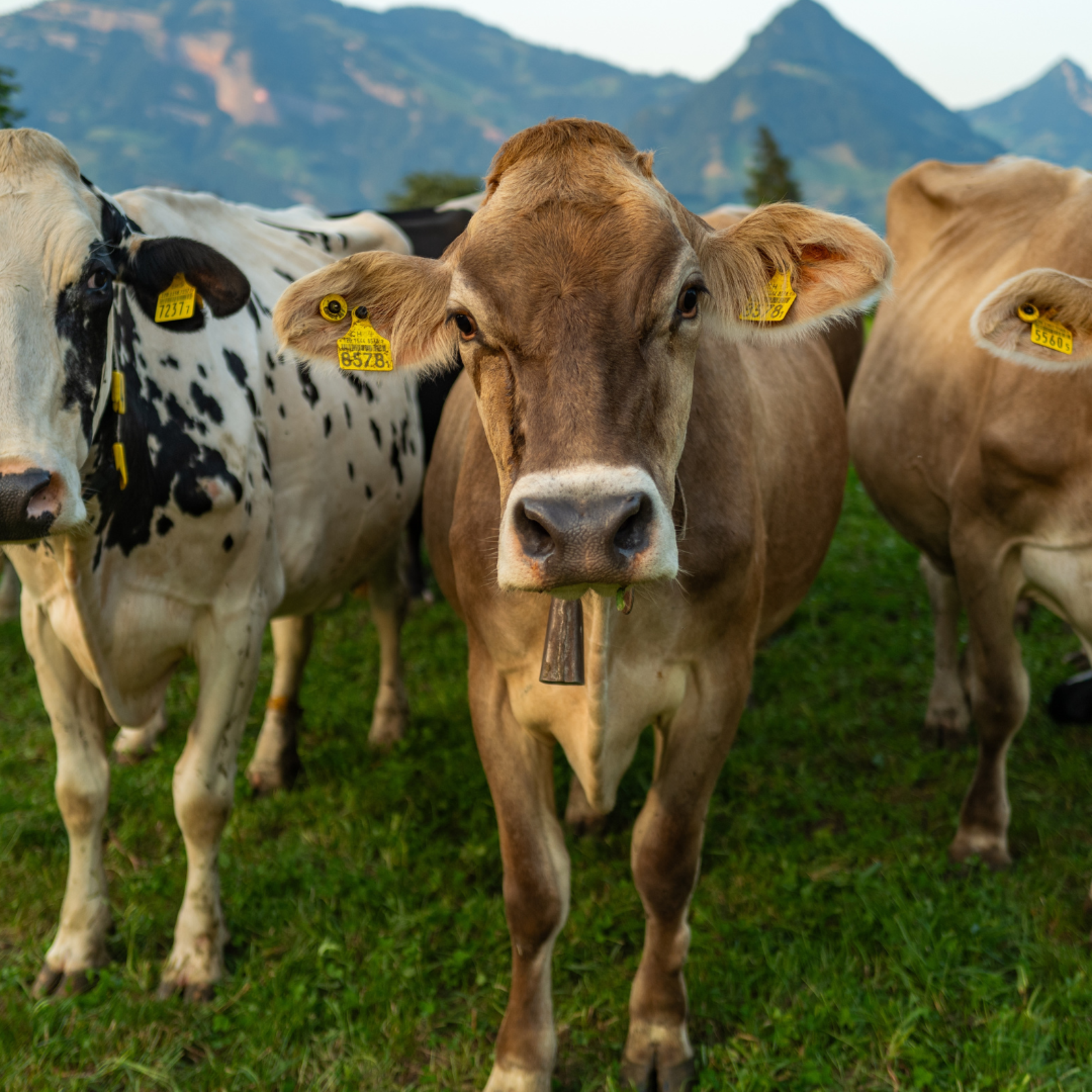 Story of Cow with 'Extra Limb on His Head' Being Accepted by Herd Is ...