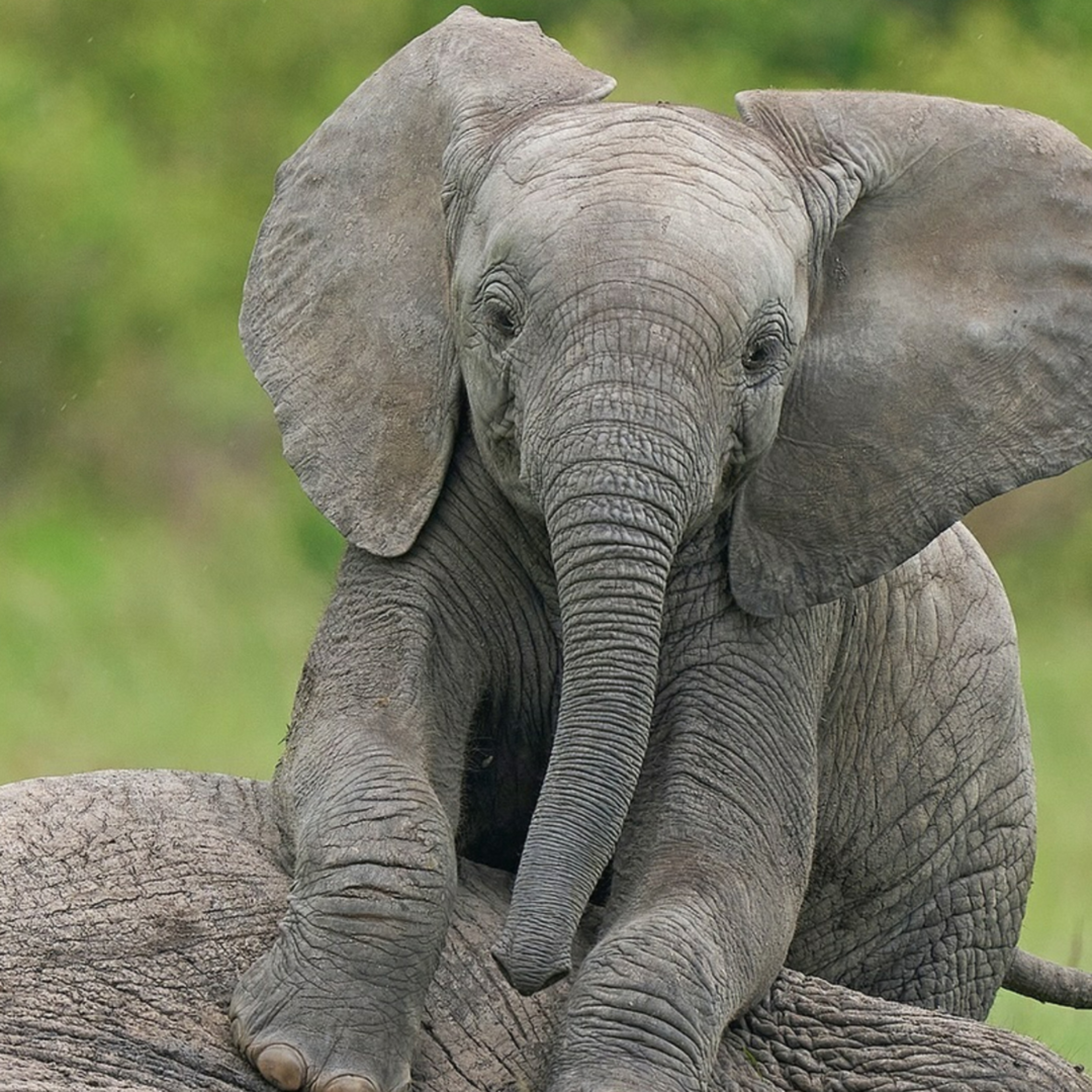 Tired Elephant Needs 5 Minutes to Herself and Parents Everywhere Can ...