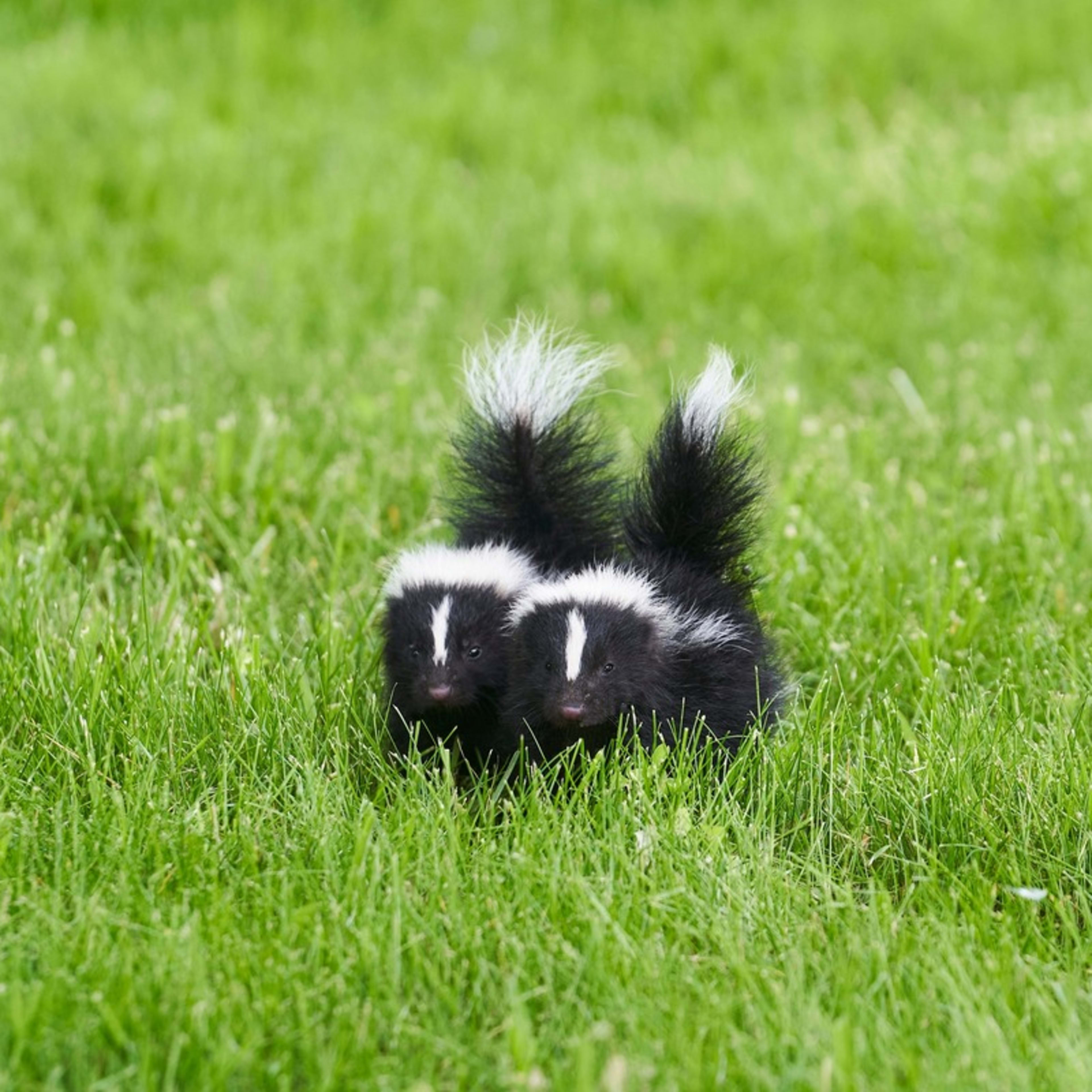 Video of Baby Skunk Trying to Be Intimidating Is the Cutest Thing You ...