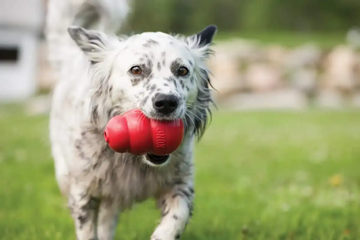 KONG Adorably Showcases Funny 'Crimes' Their Office Dogs Have Committed ...