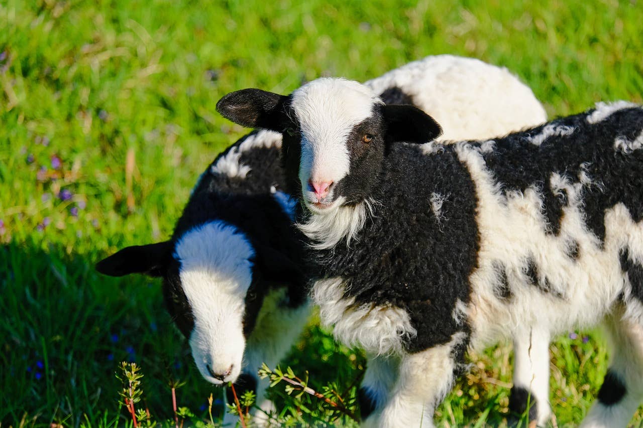 Precious Video of Tiny 'Babydoll' Sheep Has Everyone Obsessed - PetHelpful