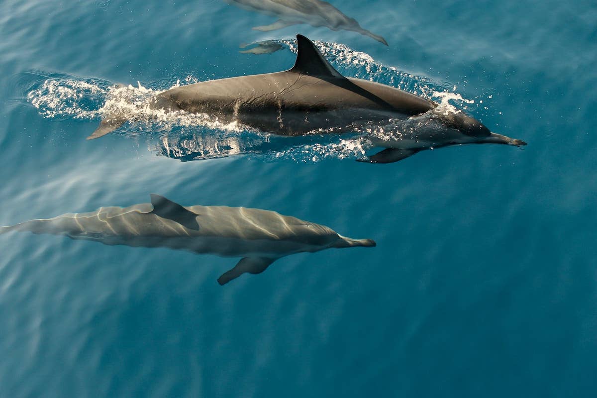 Tiny Baby Dolphin Leaping Out of the Water Is the Cutest Thing You’ll ...