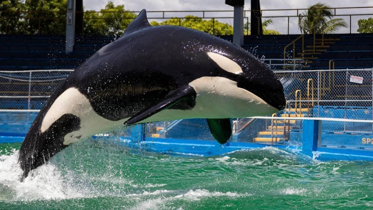 Video Shows Orca Hitting His Head Against the Glass in Boredom and ...