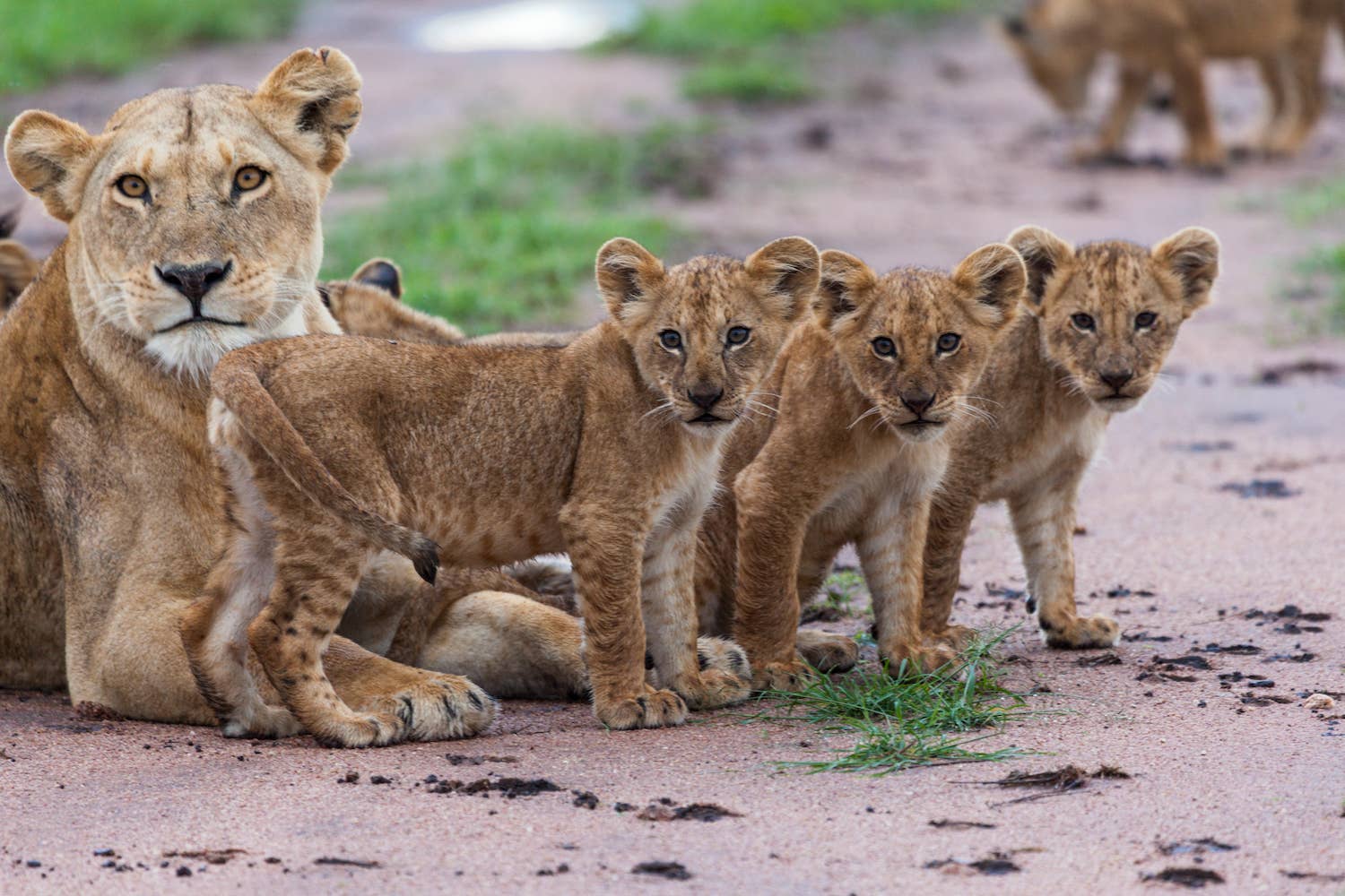 Lion Cubs