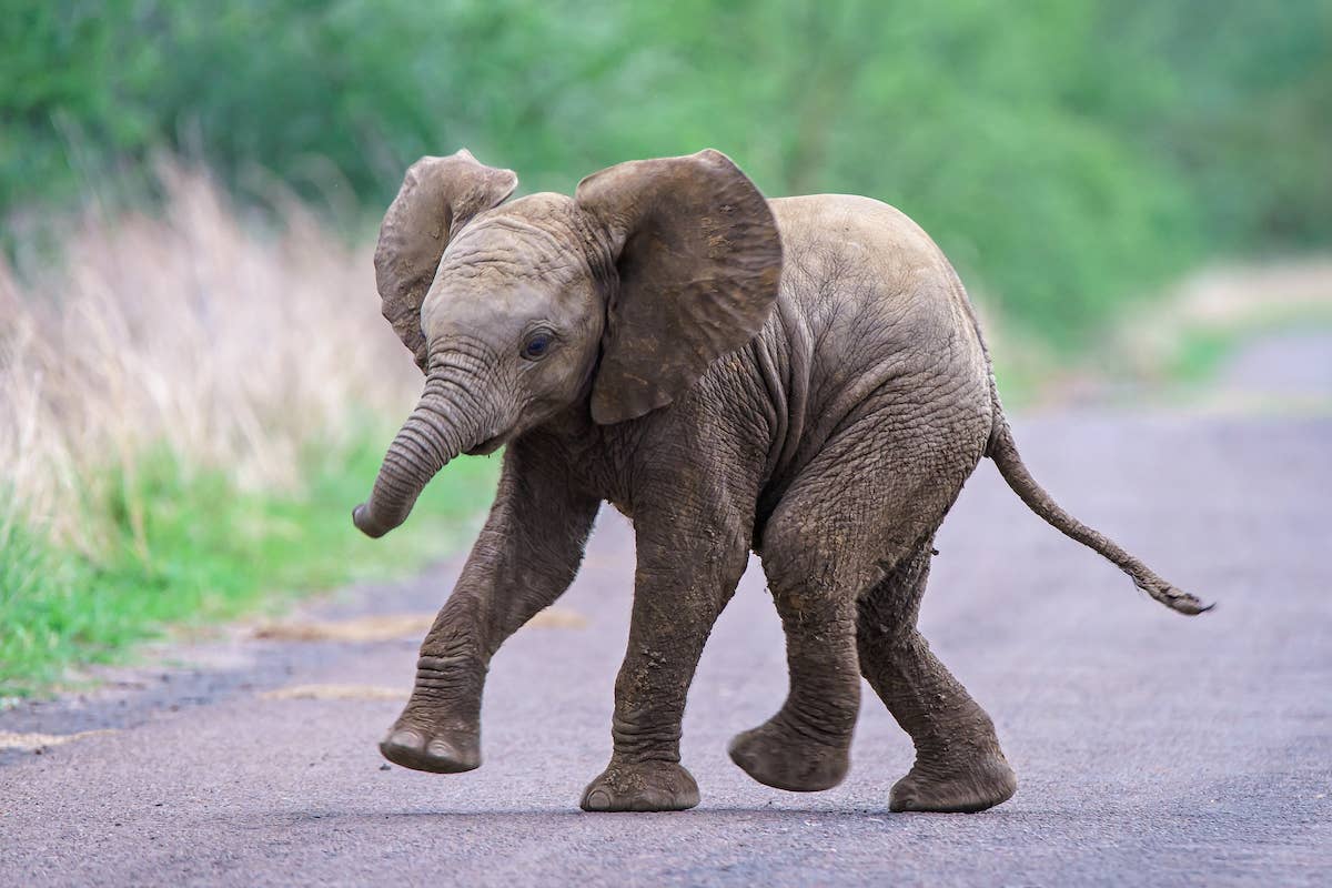 Elephants Form Circle of Protection When Young One Falls - PetHelpful