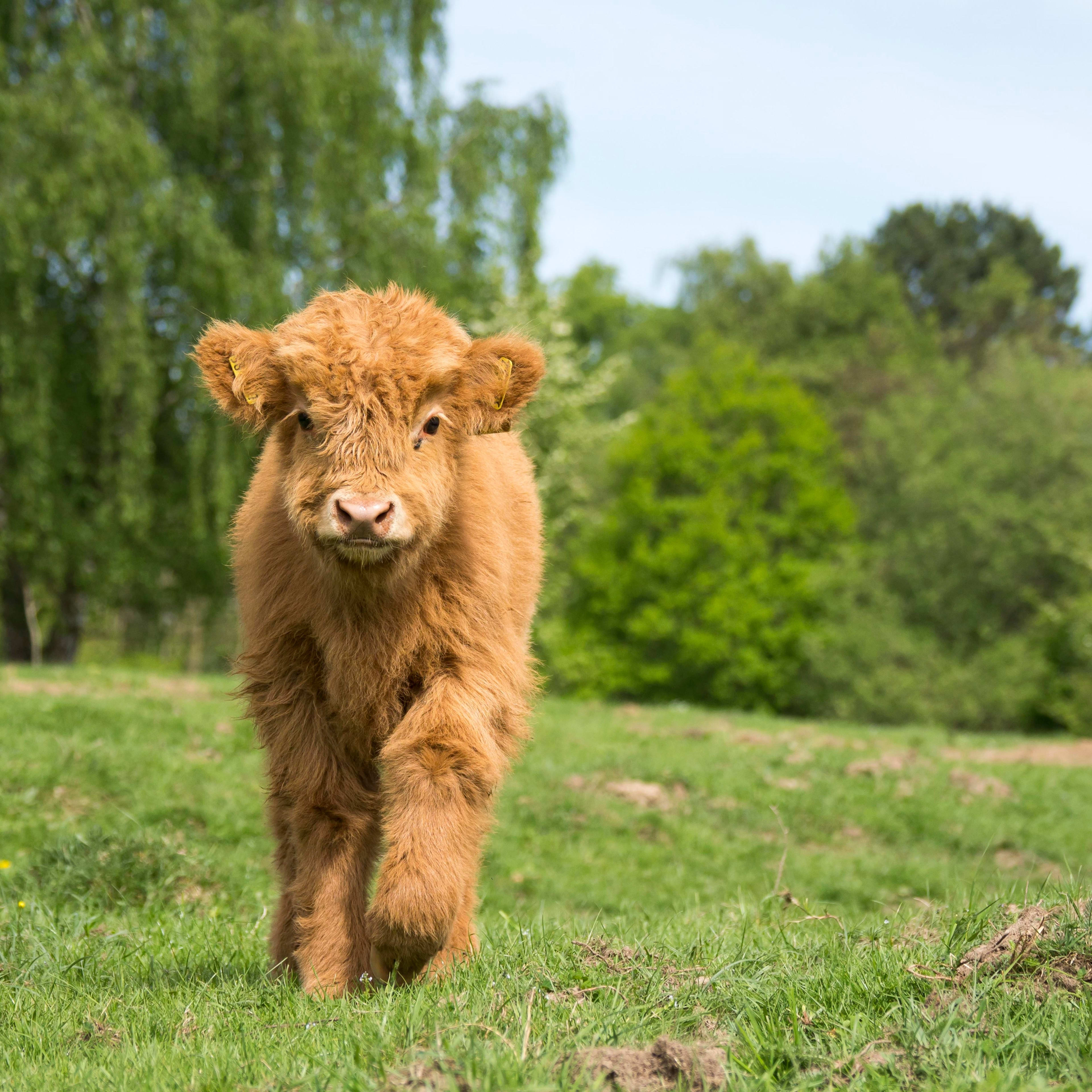 Feeling Down? Watch a Video of Adorable 'Cow Zoomies' for an Instant ...