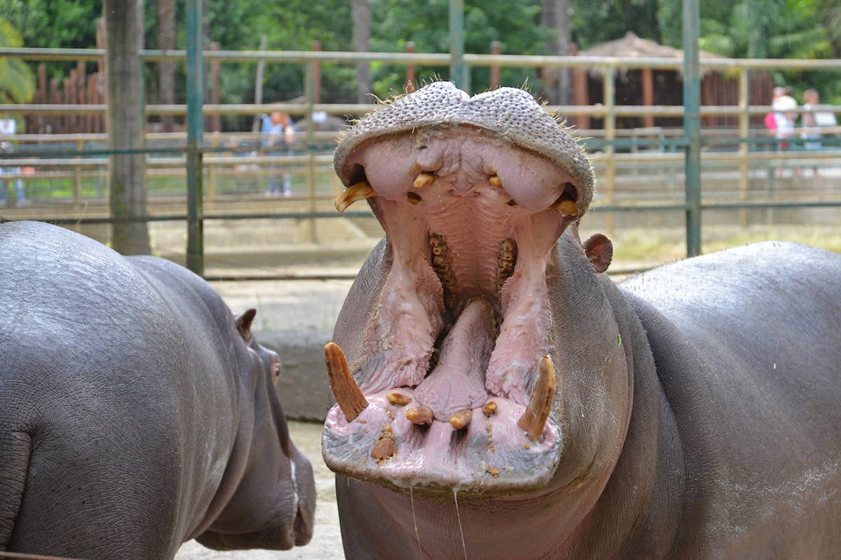 Baby Pygmy Hippo Learns to Dive Off Pool Ledge and We Can't Handle the ...