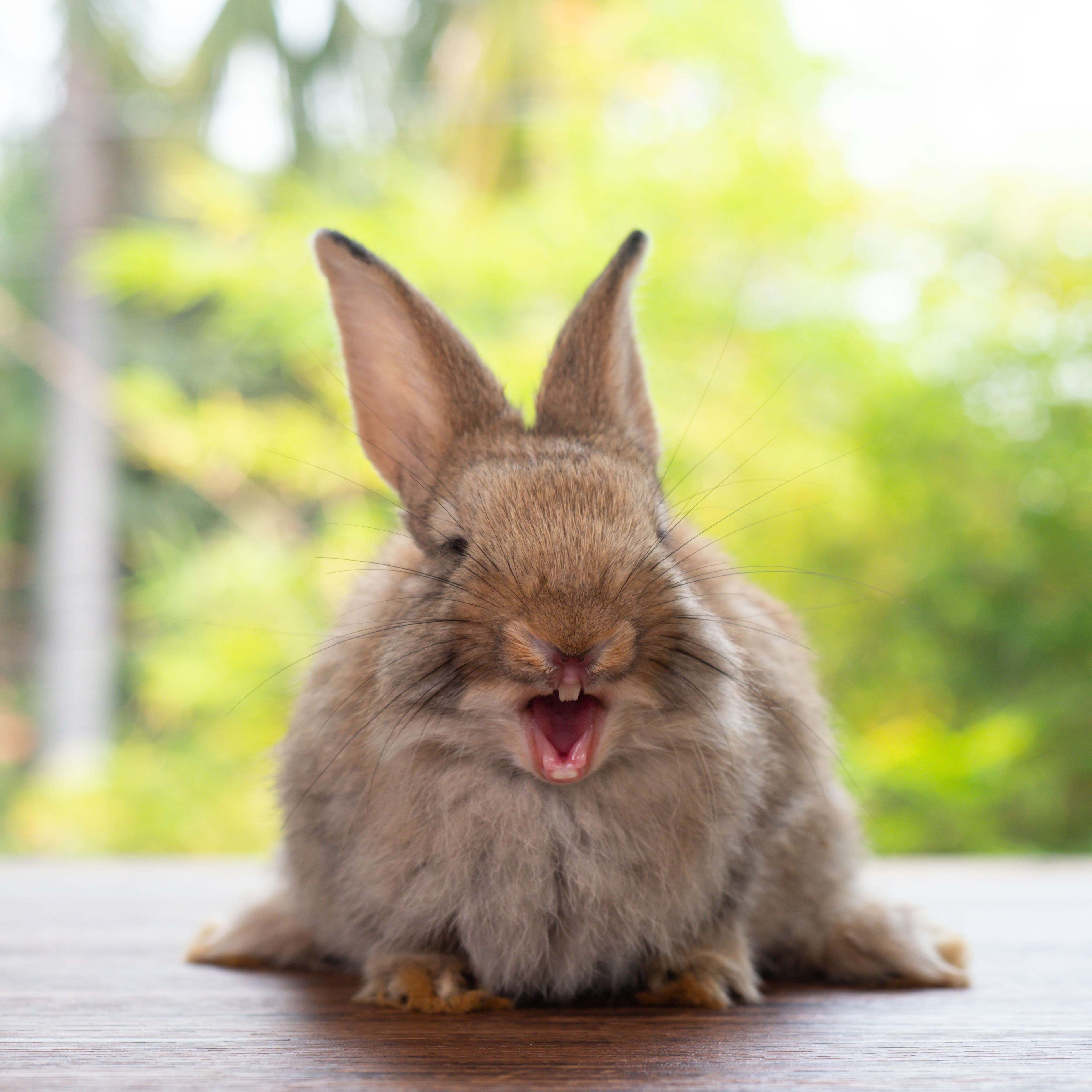 Tiny Newborn Bunny Who Fits in the Palm of Human's Hand Is Capturing ...