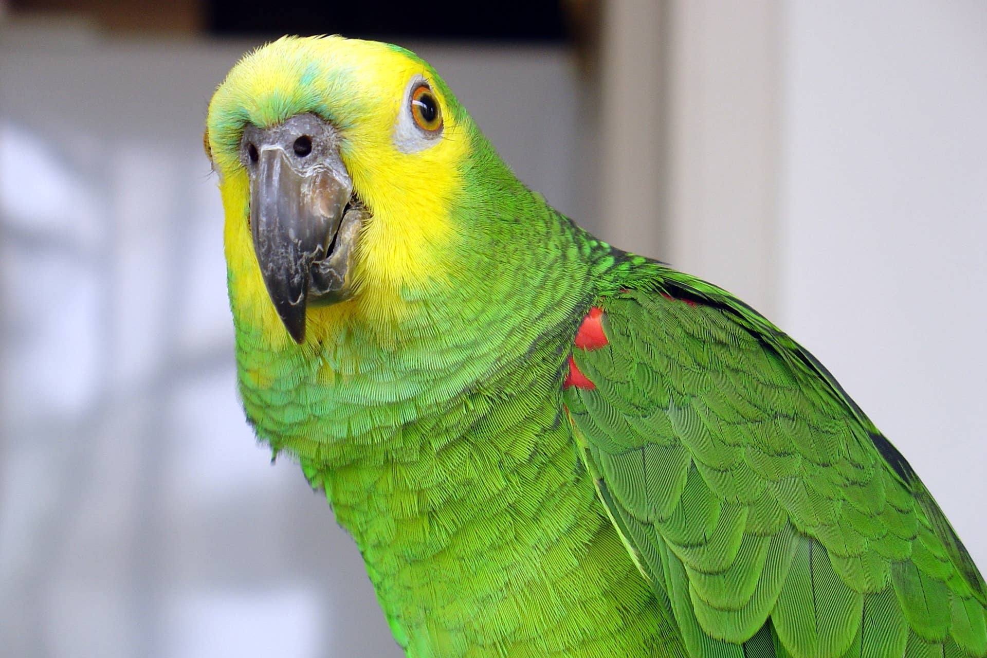 Amazon Parrot Throws a Toddler-Like Tantrum When Mom Tries to Bring Him ...