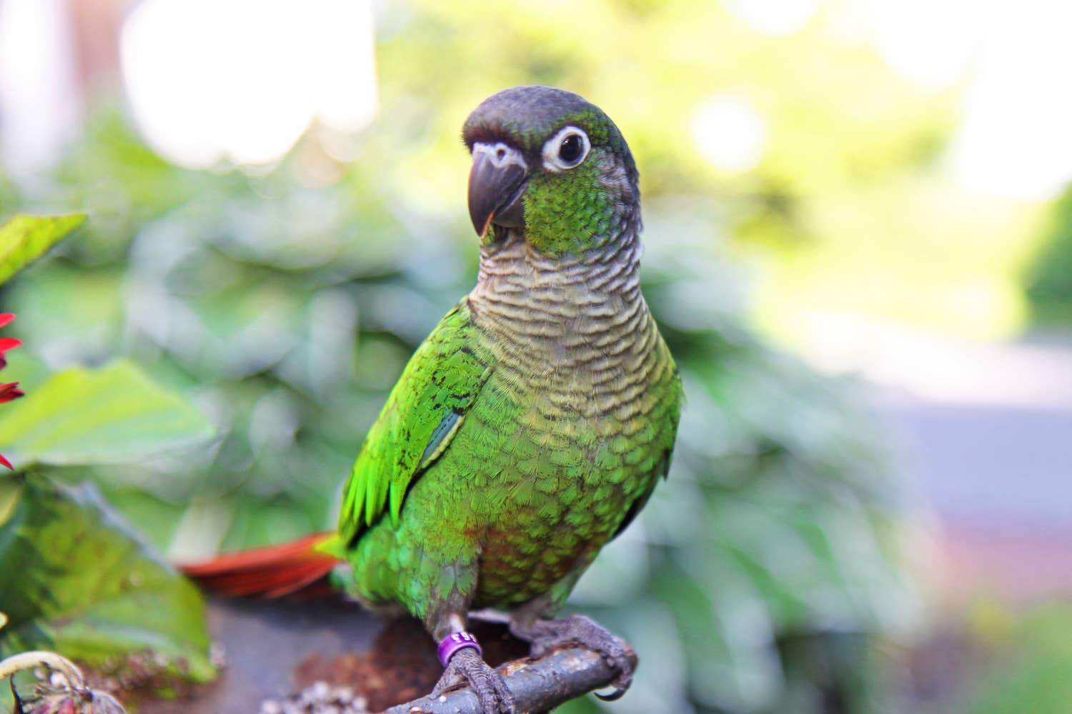 Conure