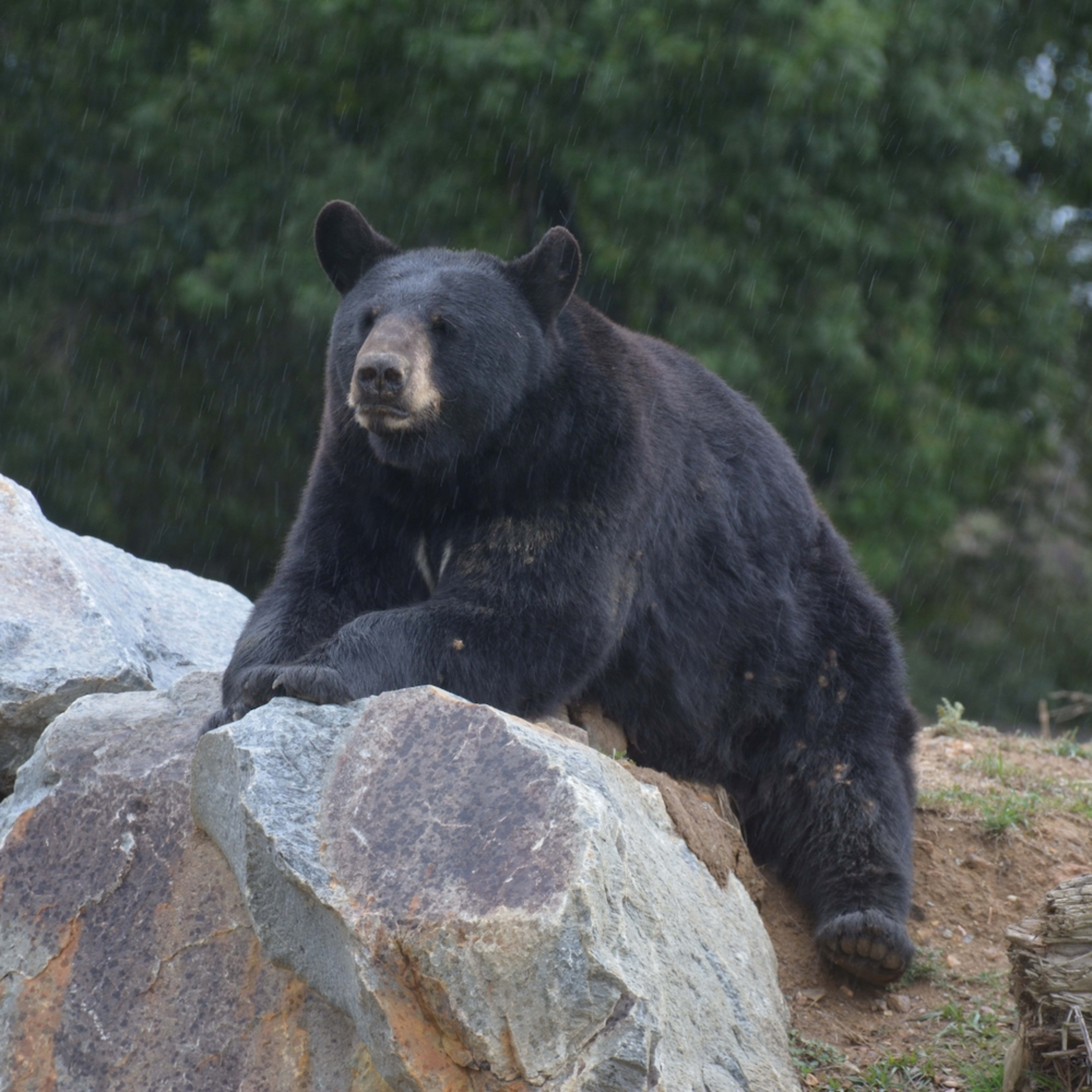 Unbothered California Black Bear Celebrates Summer With Epic Pool Day ...