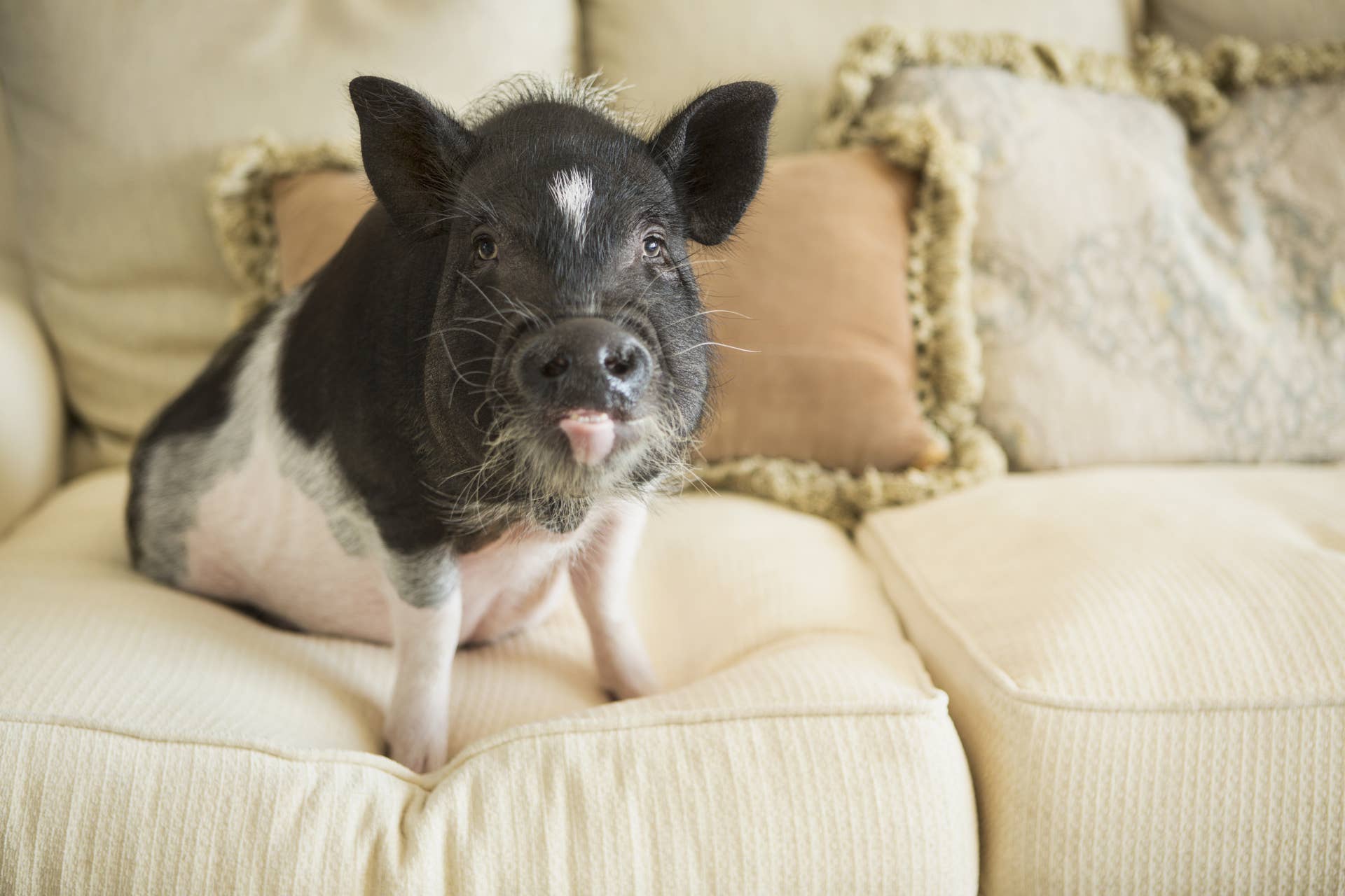 Pet Pig’s Displeasure Over Being Put On a Diet Has People Feeling Seen ...