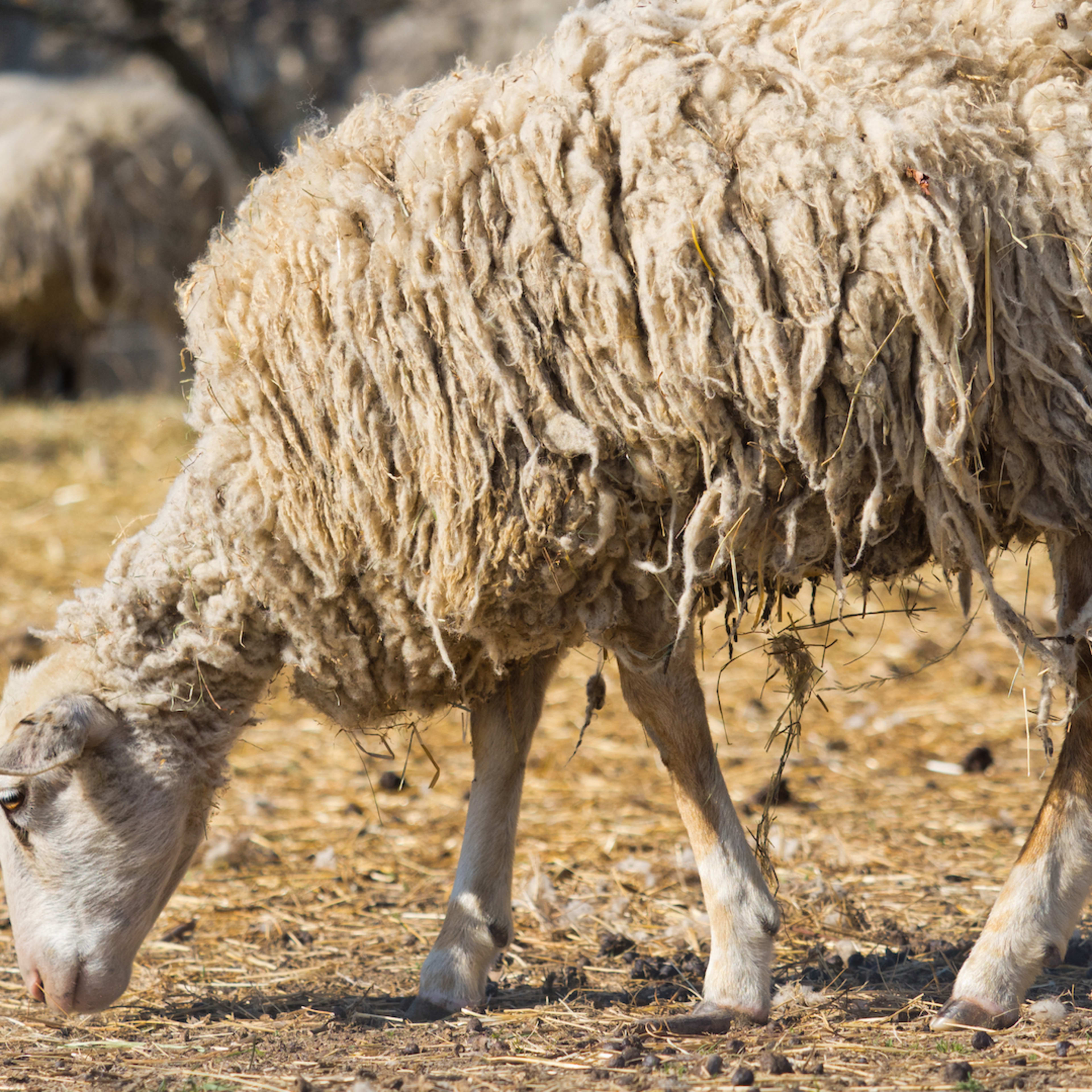 Sassy Sheep Lets Herself in the House and Crashes on the Couch Like She ...