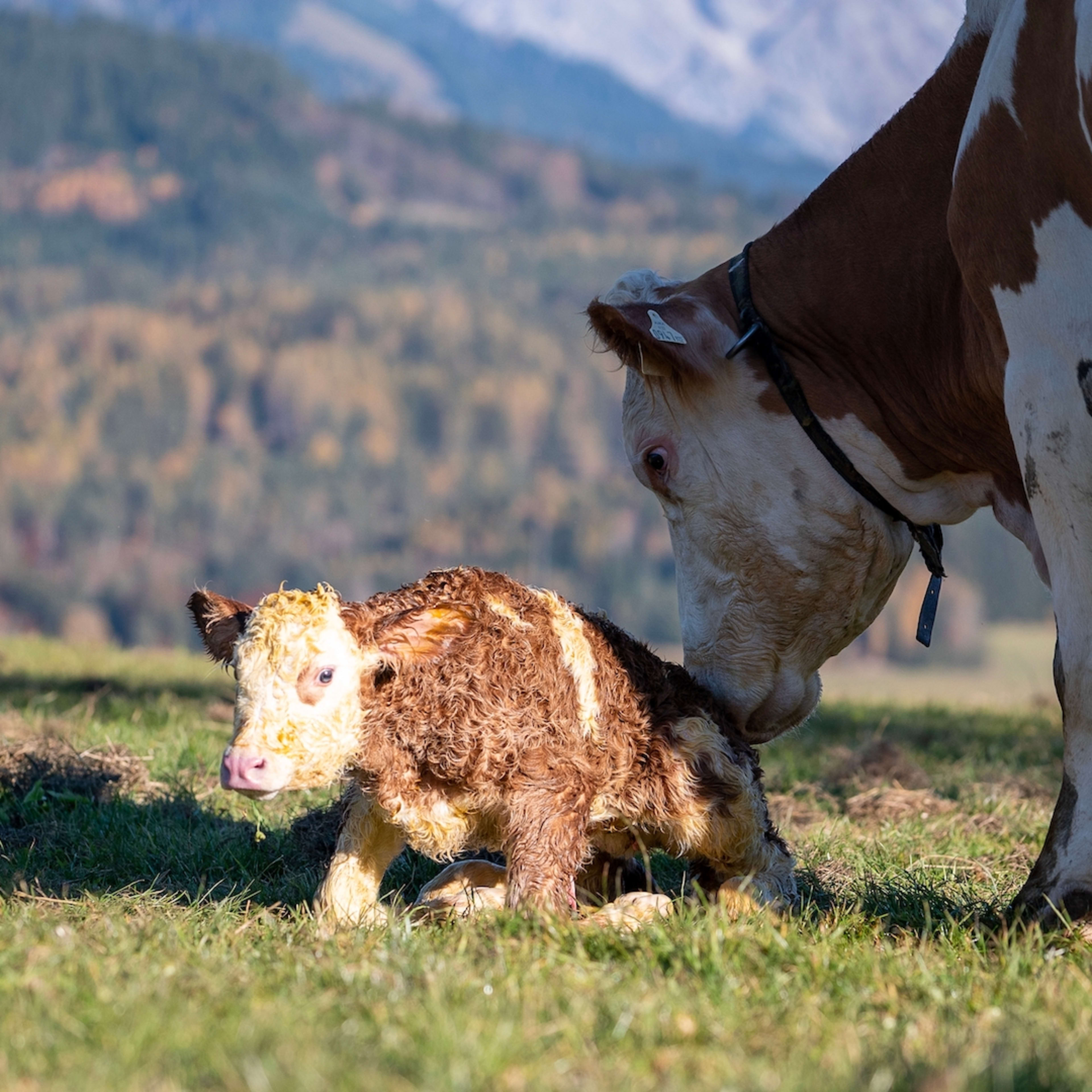 Special Newborn Calf Born with Deformities Who Was Rejected By Mom ...