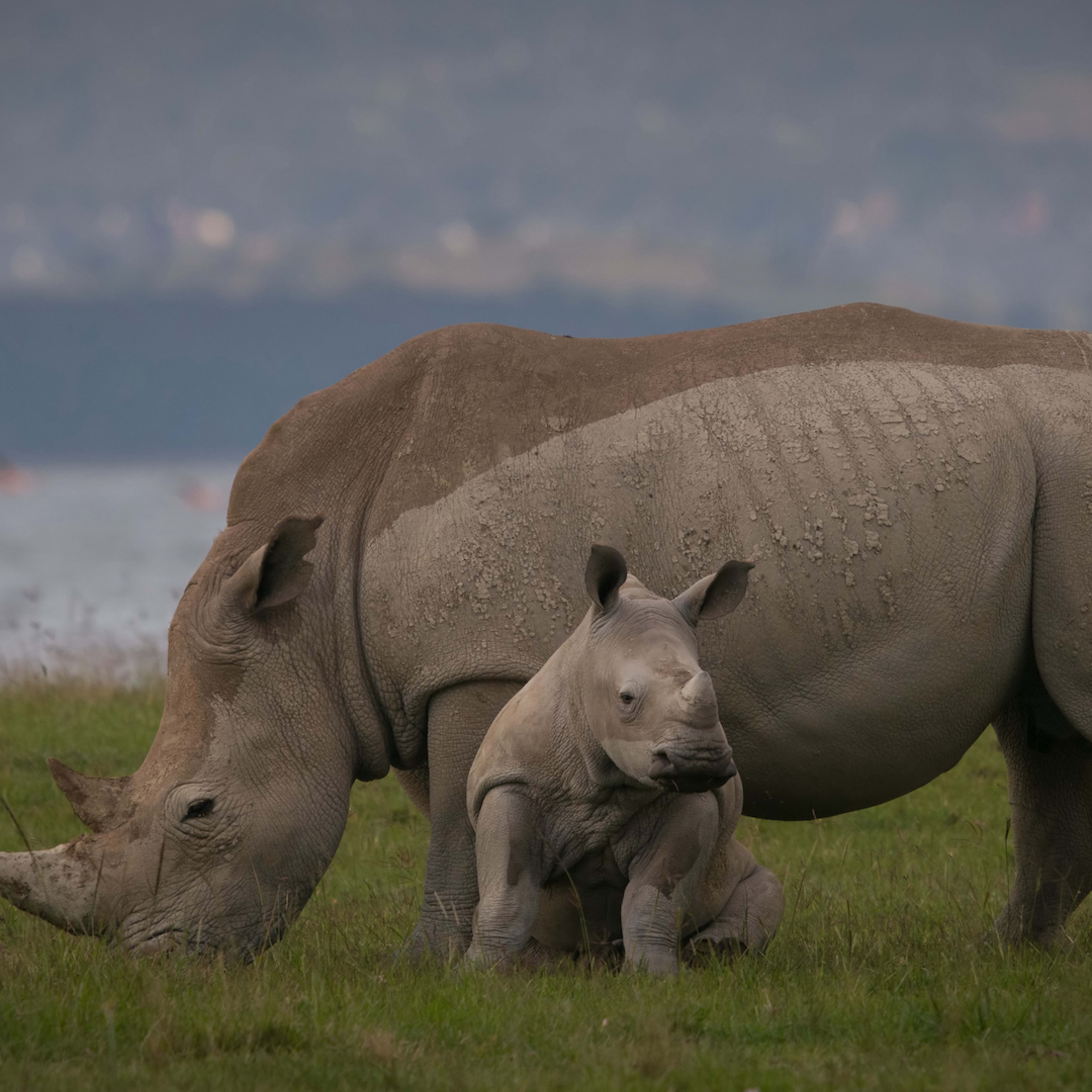 Baby Rhino’s Adorable ‘Squeak’ Is Making Everybody Smile - PetHelpful