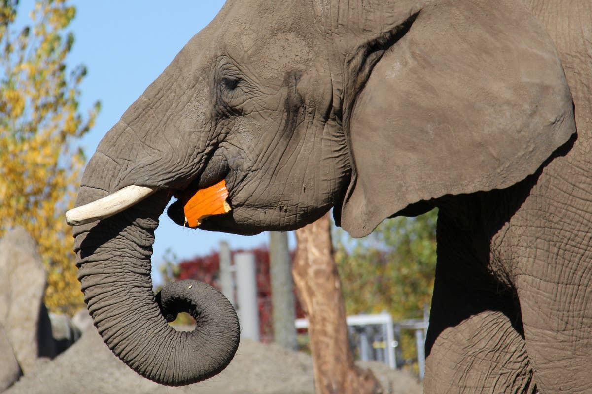 Elephant’s Excitement Over Pumpkin Pie Treat Is Totally Relatable ...