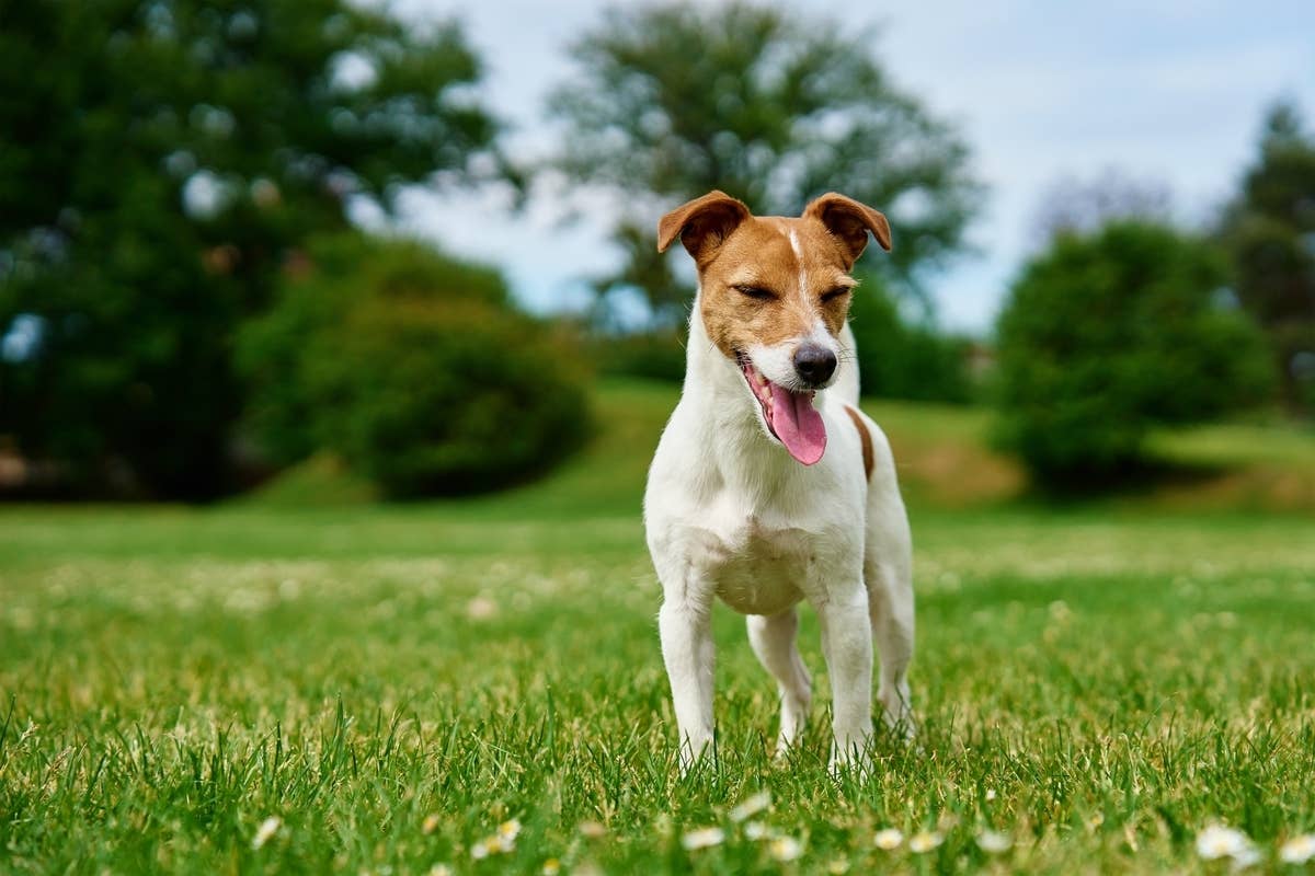 Seromas in Dogs: Causes, Pictures, Treatment & Prevention - PetHelpful