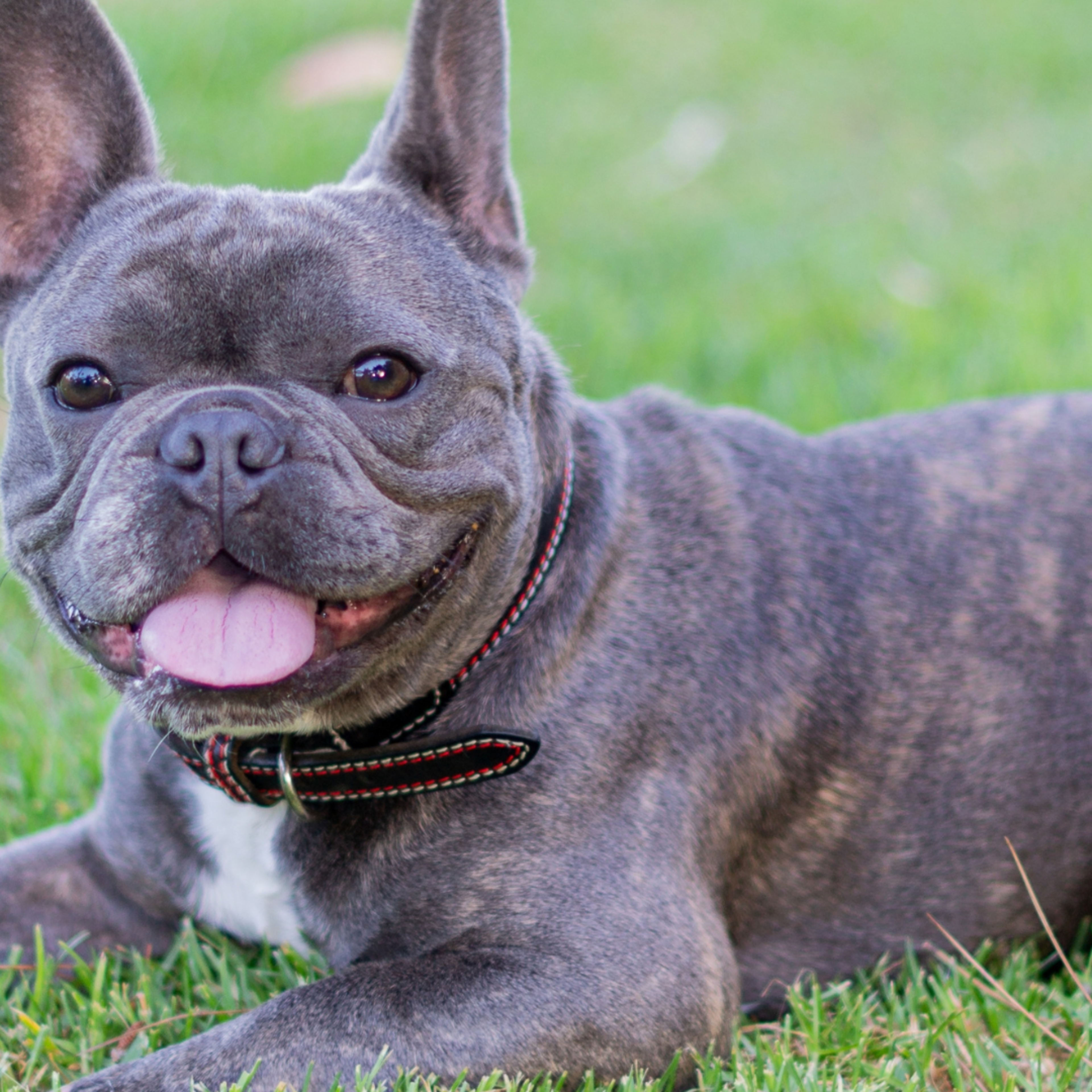 The 9 Cat Personalities: Feline-ality and Meet Your Match - PetHelpful