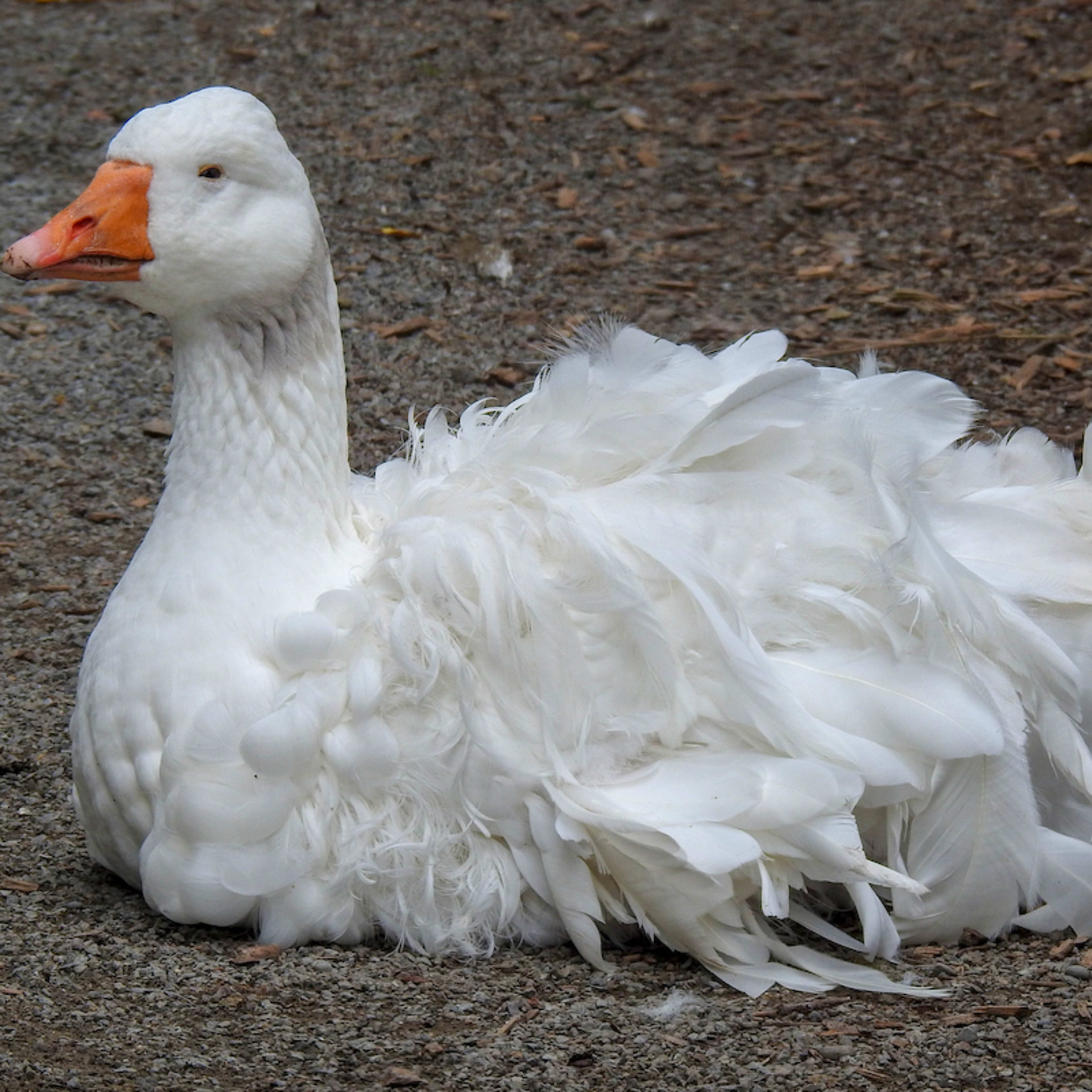 Ducks’ Little Custom ‘Quack Shack’ Has People Obsessed - PetHelpful