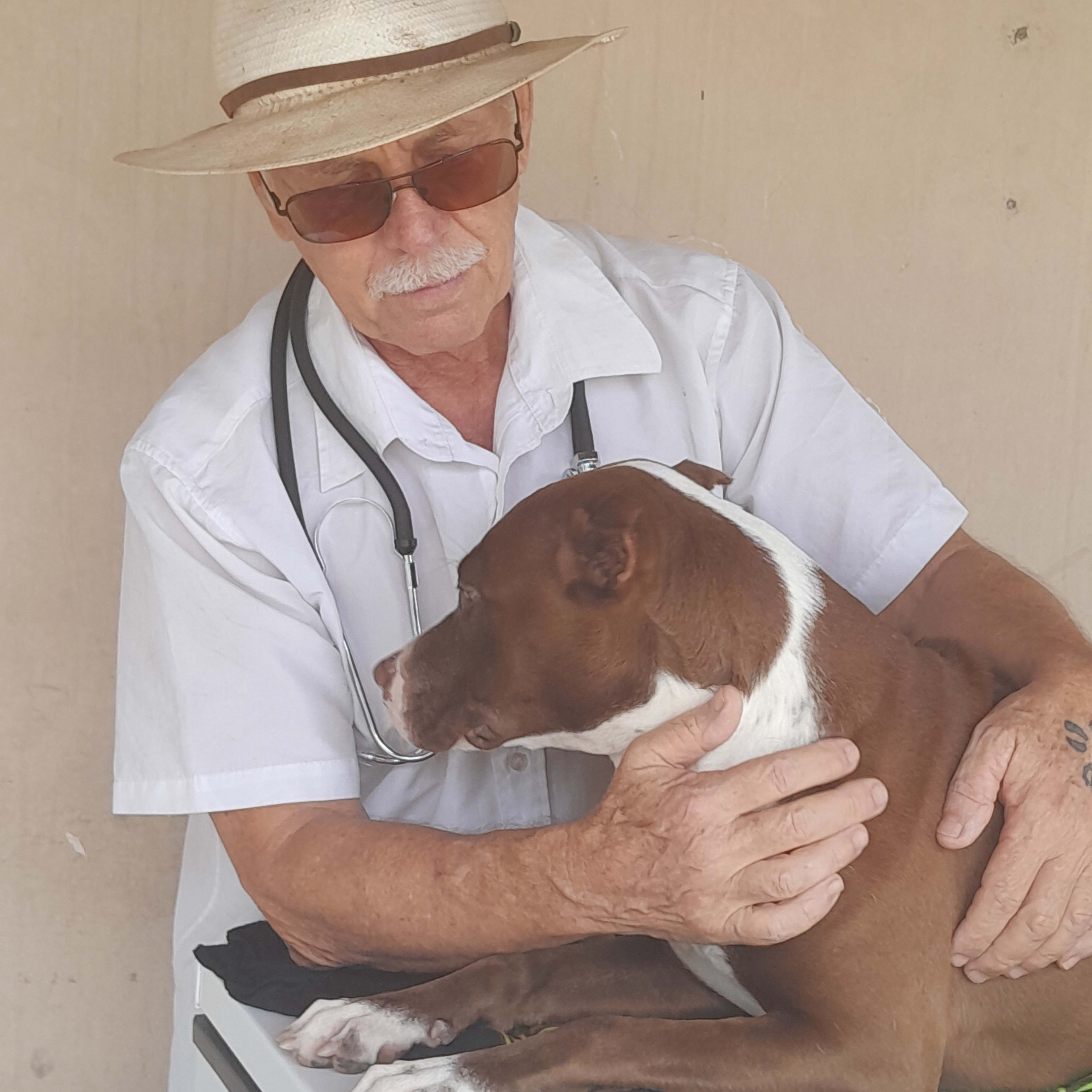 How to Treat Canine Mastitis at Home When No Vet Is Available - PetHelpful