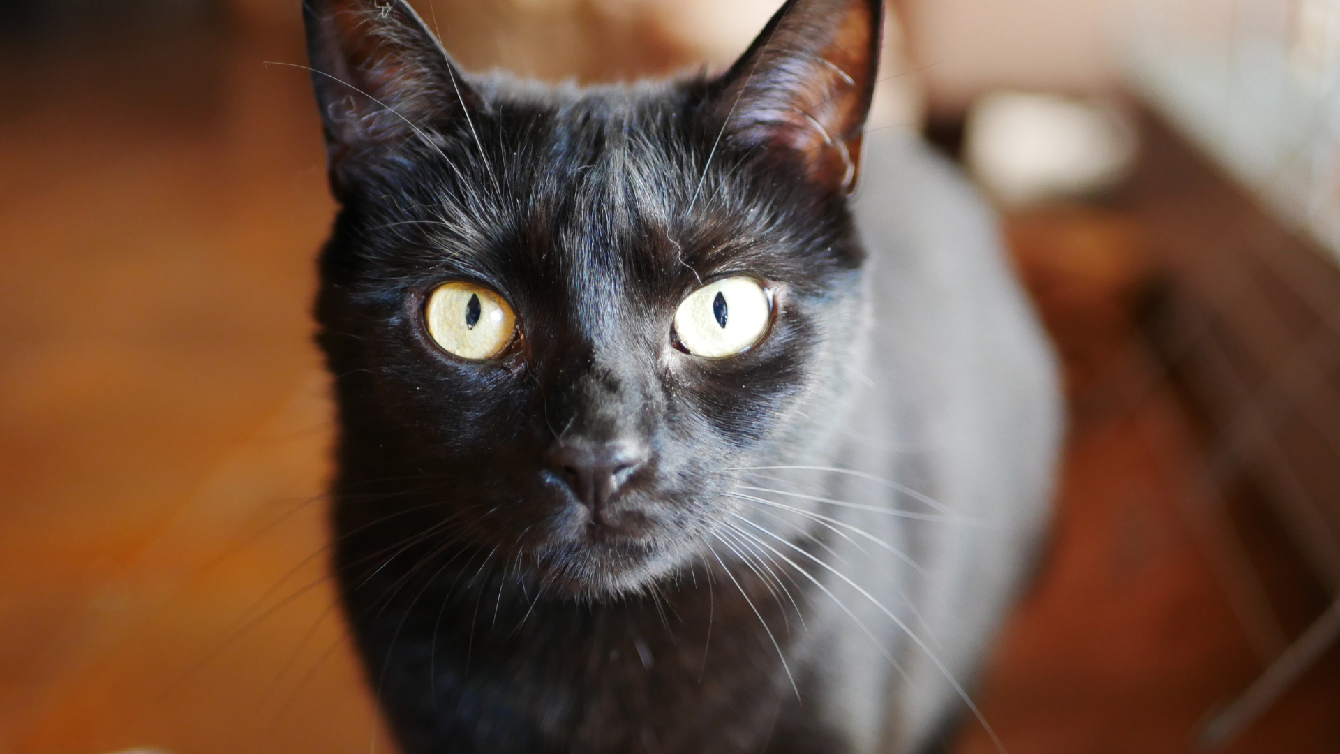 Love Bug' Black Cat is Looking for a Forever Home After Landing in the ...
