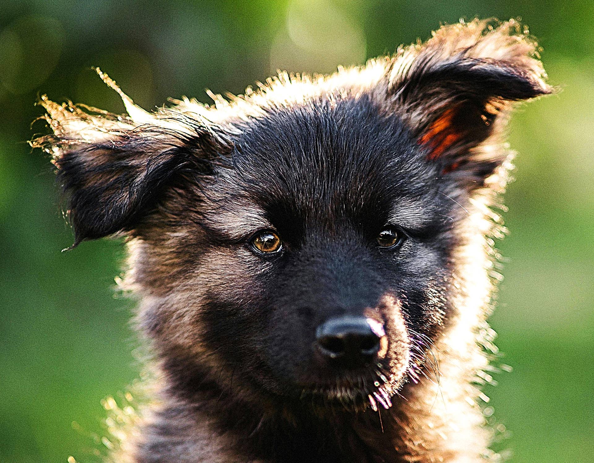 From Playtime To Patrol, German Shepherd Puppies Begin Their K-9 ...