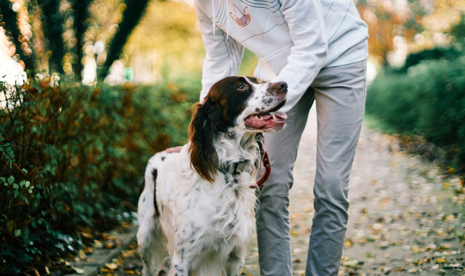 5 Common Types of Dog Barks and Their Meanings - PetHelpful