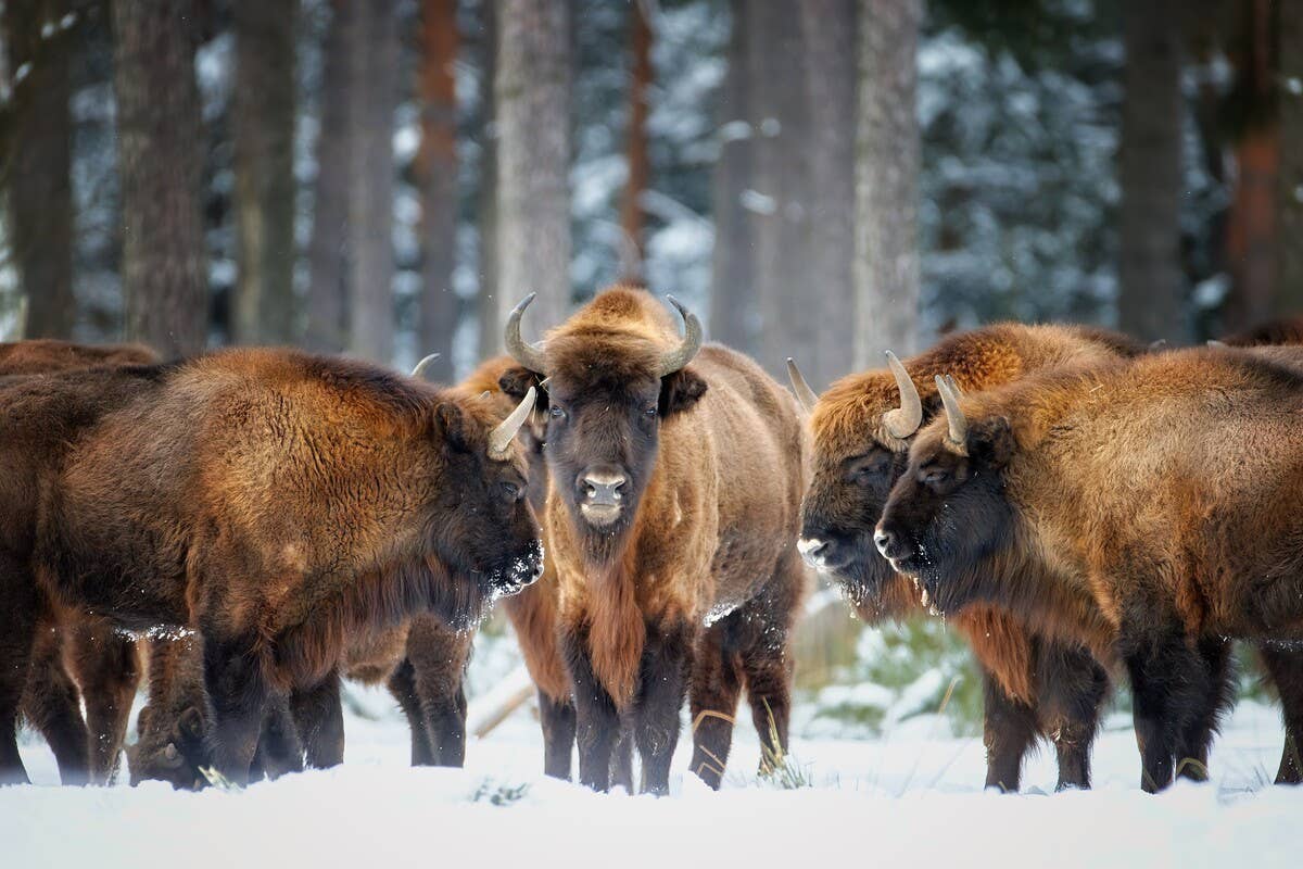 Bison Takes Jaw-Dropping Fall Down Snowy Cliffside in Yellowstone Park ...