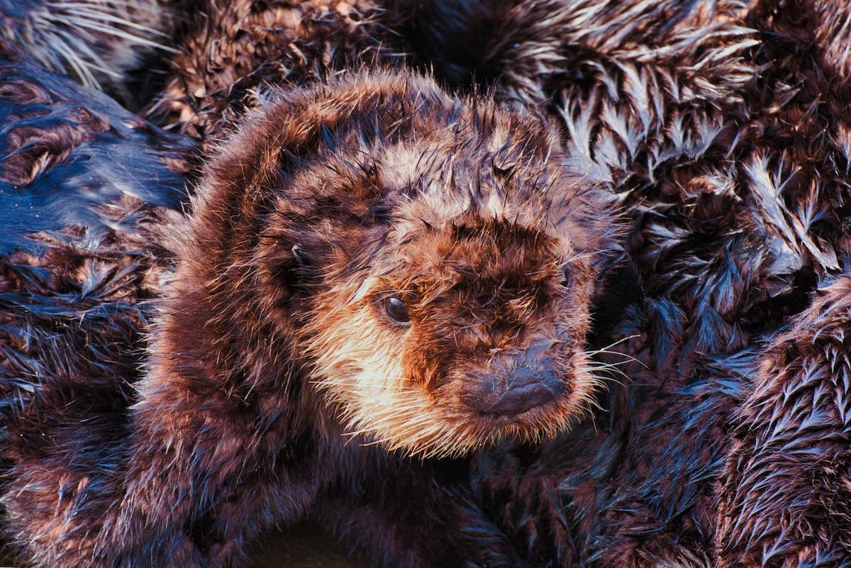Adorable Sea Otter Spotted Wagging Their Tail Reminds Shocked Viewers ...