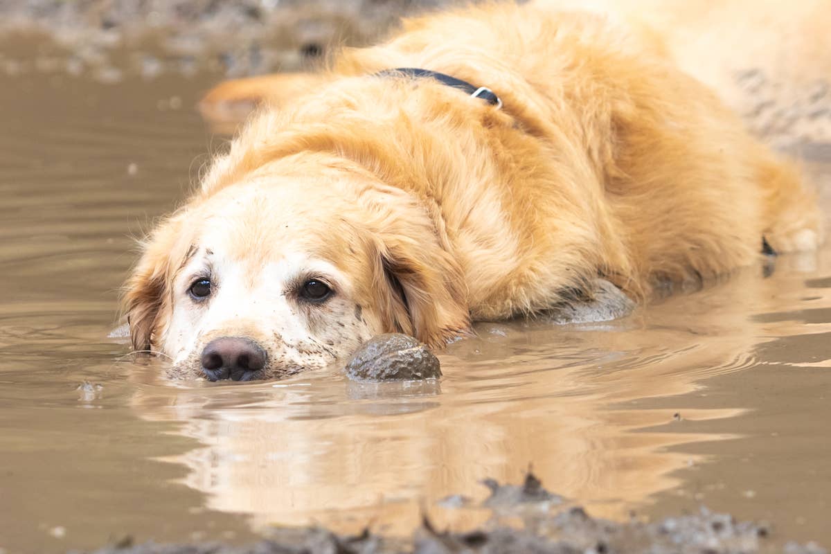 Golden Retriever's Unapologetic Mud Bath Is Full of Pure Joy and Chaos ...