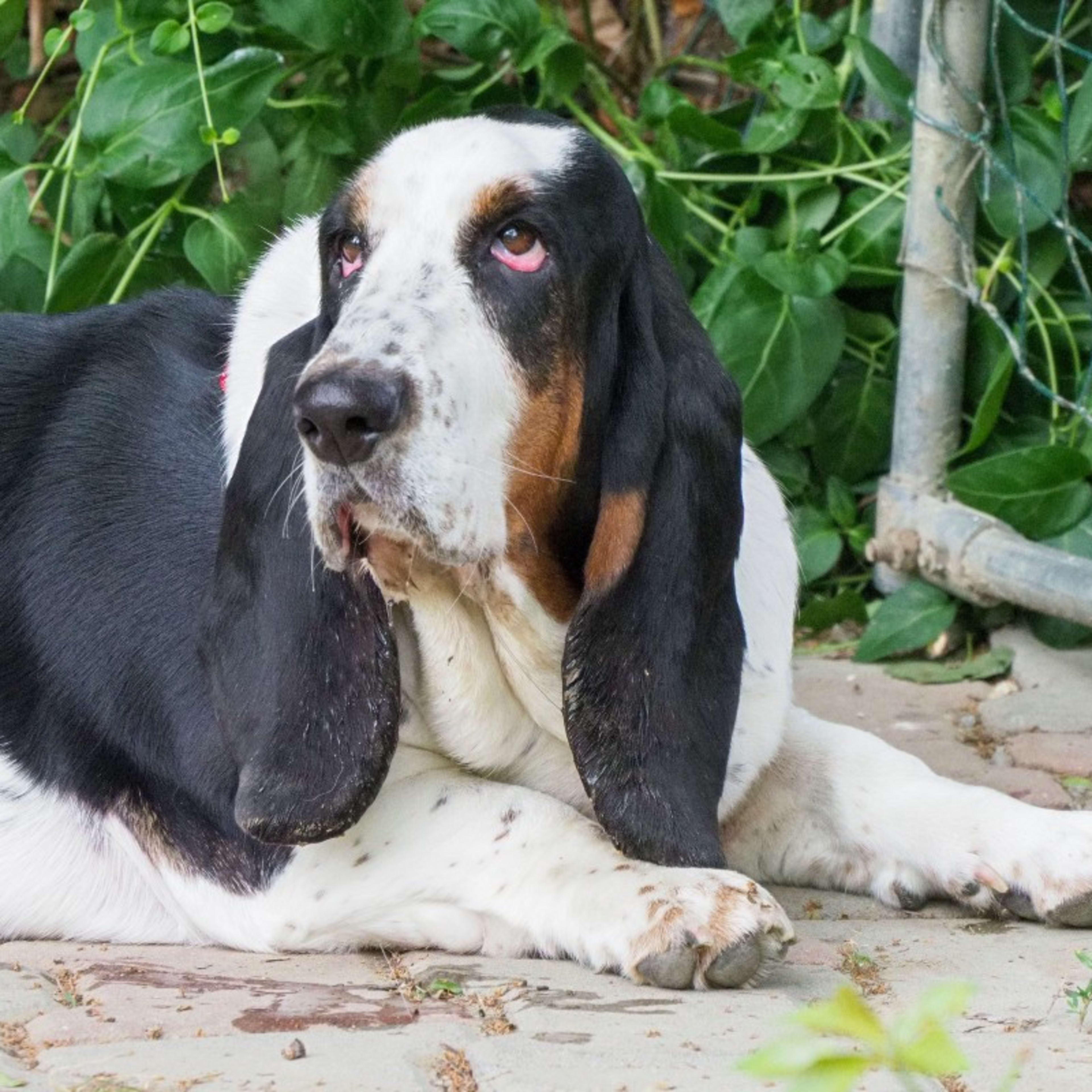 Basset Hound