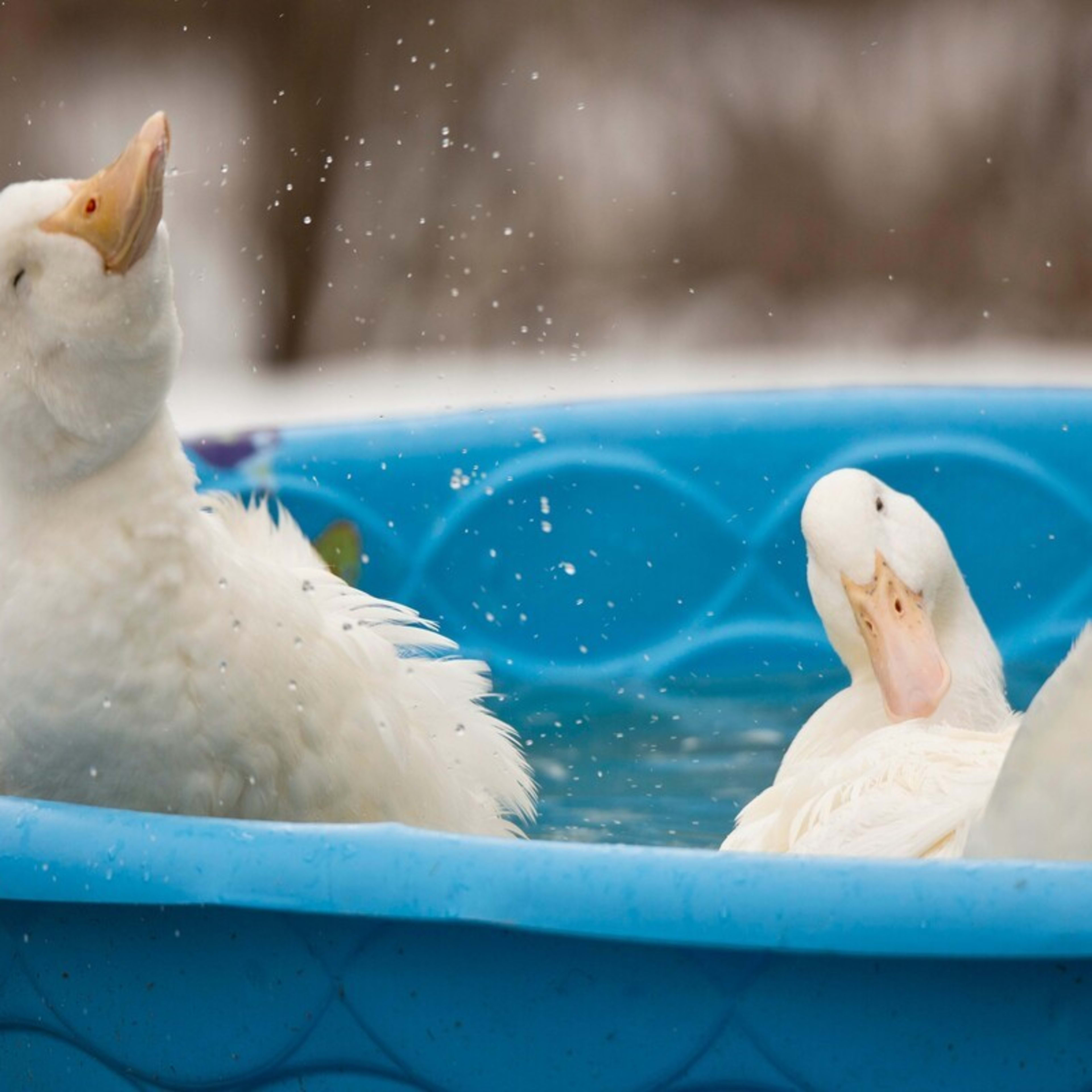 Ducks’ Little Custom ‘Quack Shack’ Has People Obsessed - PetHelpful